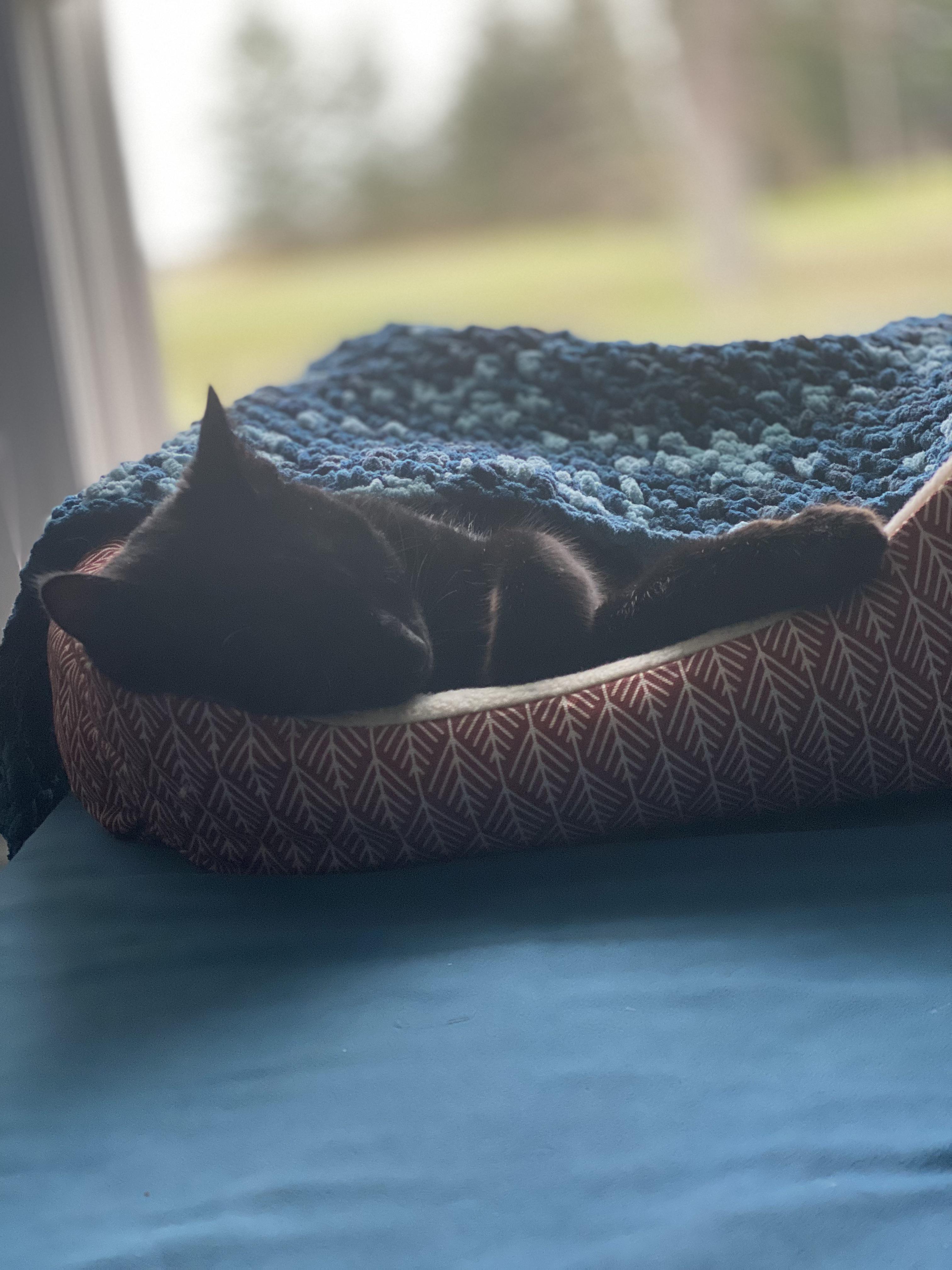 Stray forest void turned indoor princess (with homemade afghan) | Scrolller