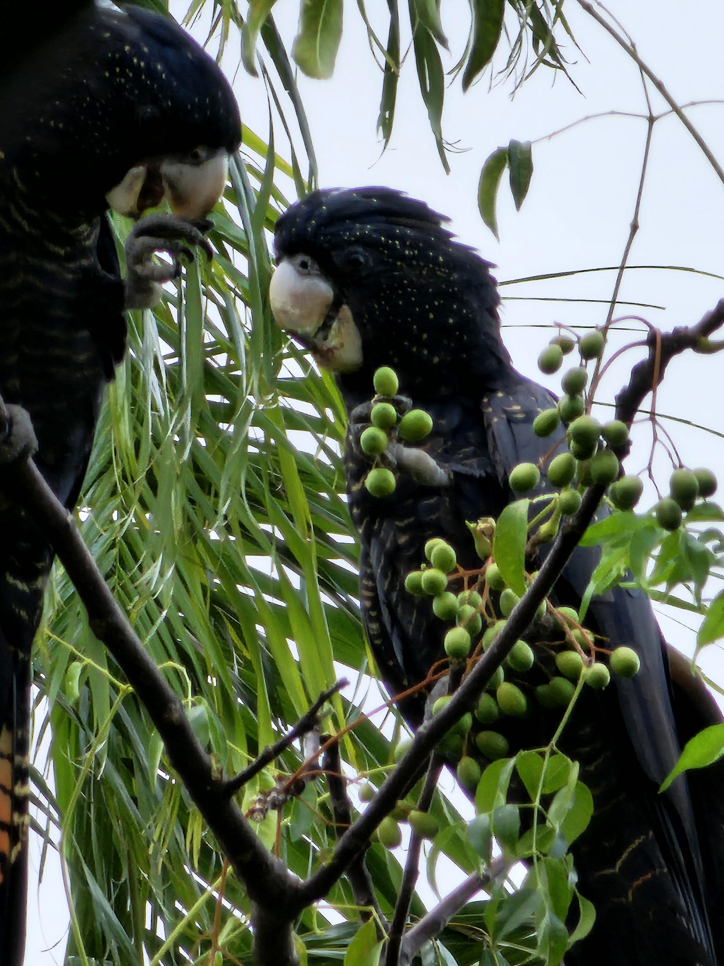 Evening Visitors | Scrolller