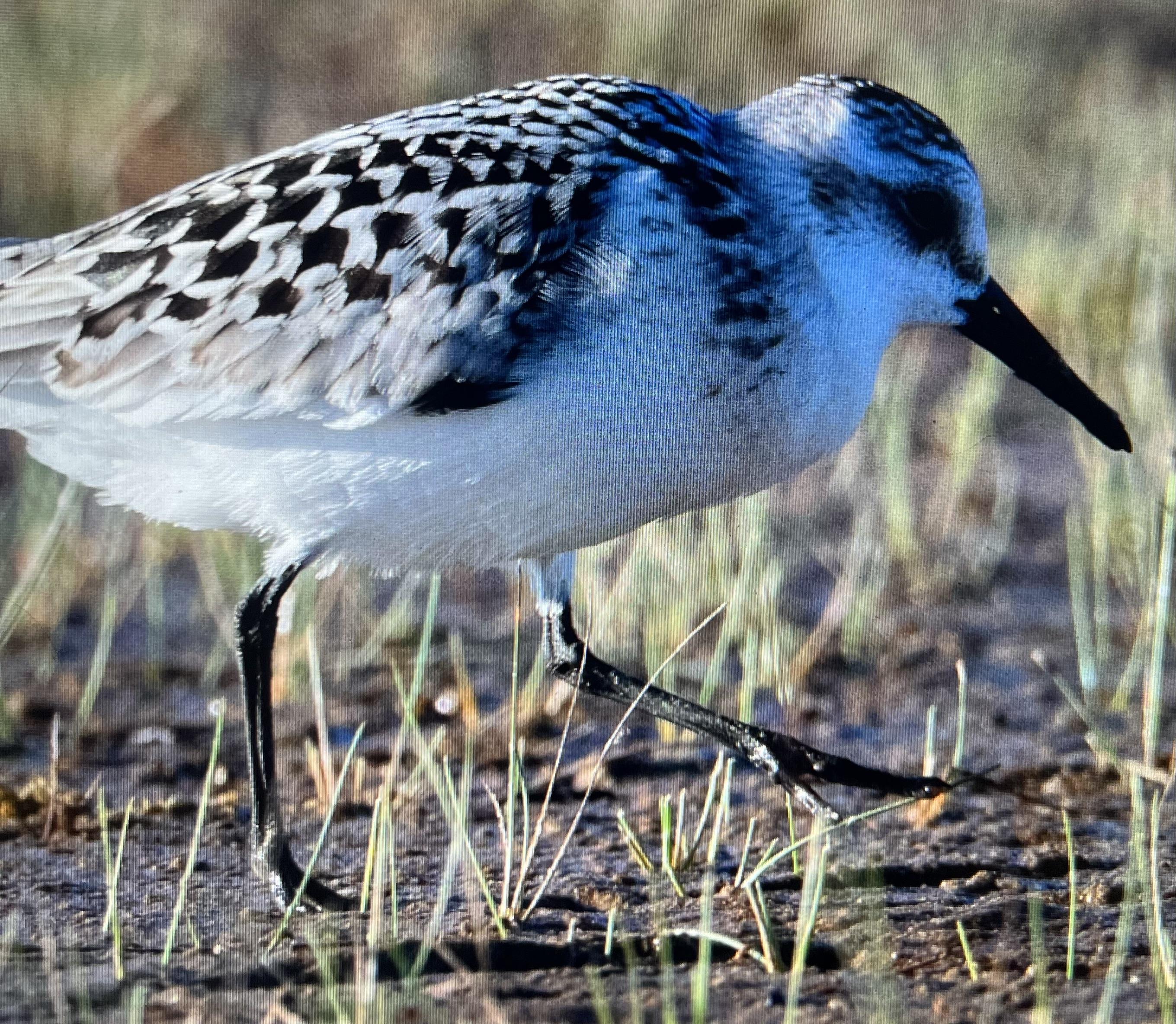 What are these 2 wading birds? | Scrolller