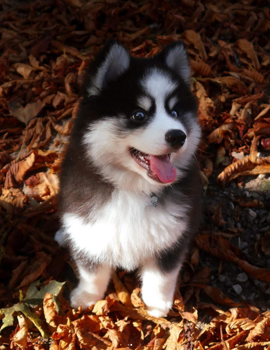 Alfy (pomsky) then & now | Scrolller