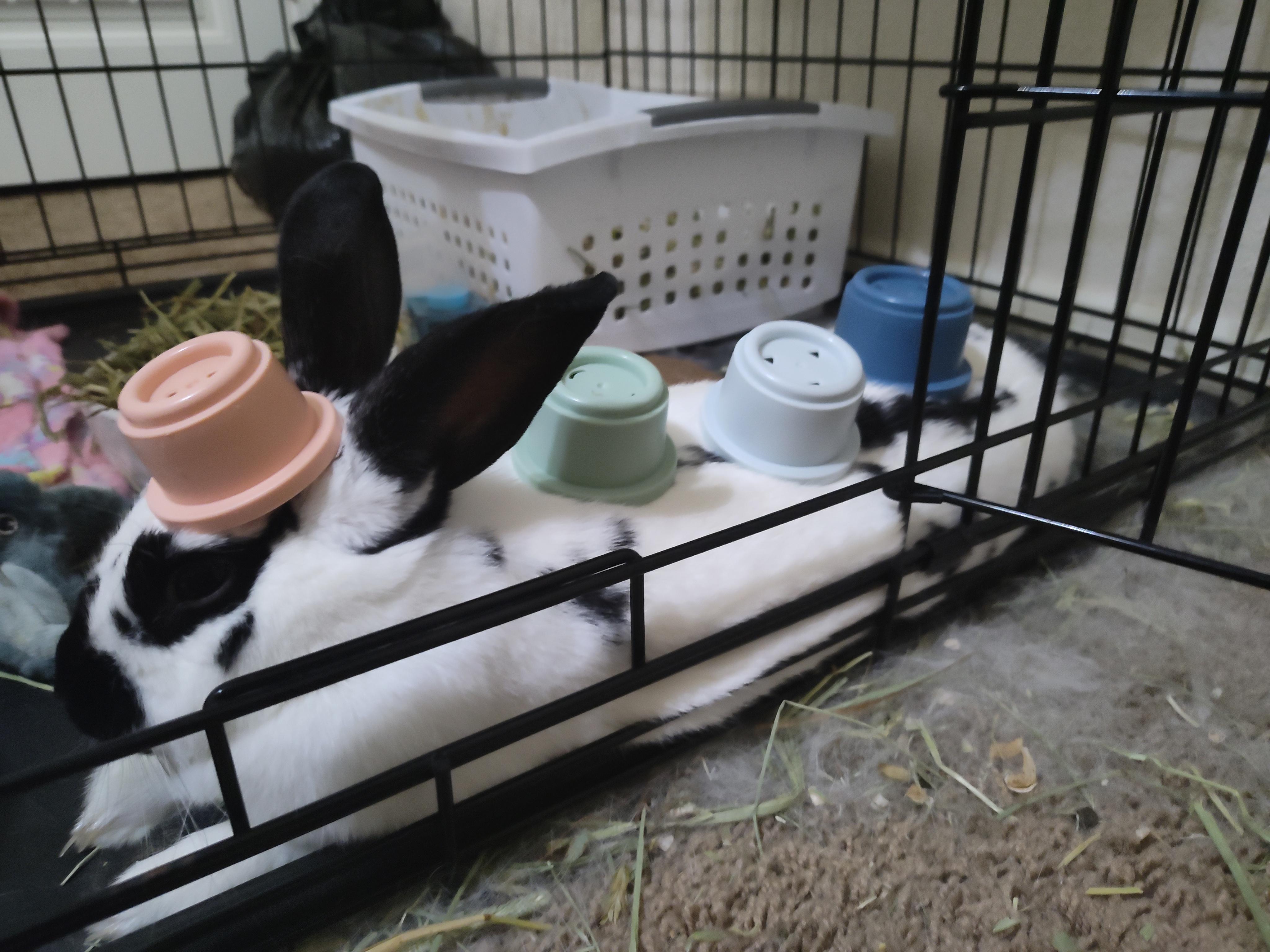 Mochi (Trauma bun) | Scrolller