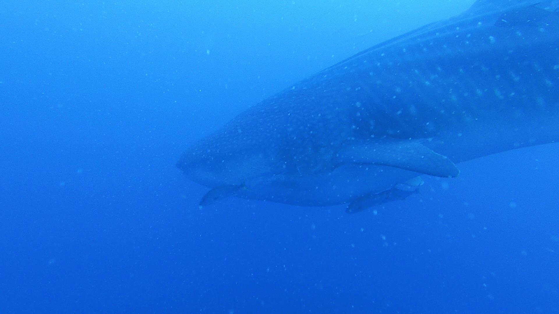 Galapagos Glory | Scrolller