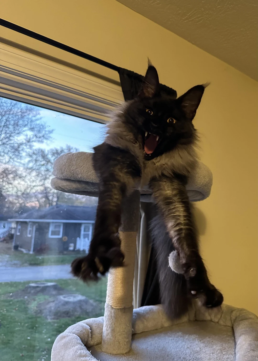 I think Odin might have been turned into a vampire kitty…. | Scrolller