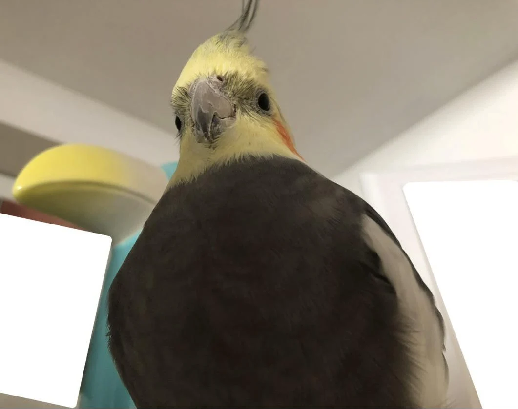 Circular Stanley | Scrolller