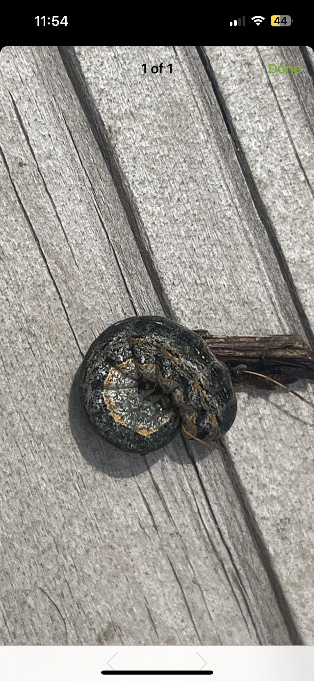 Need help identifying caterpillar pest - Michigan, USA | Scrolller