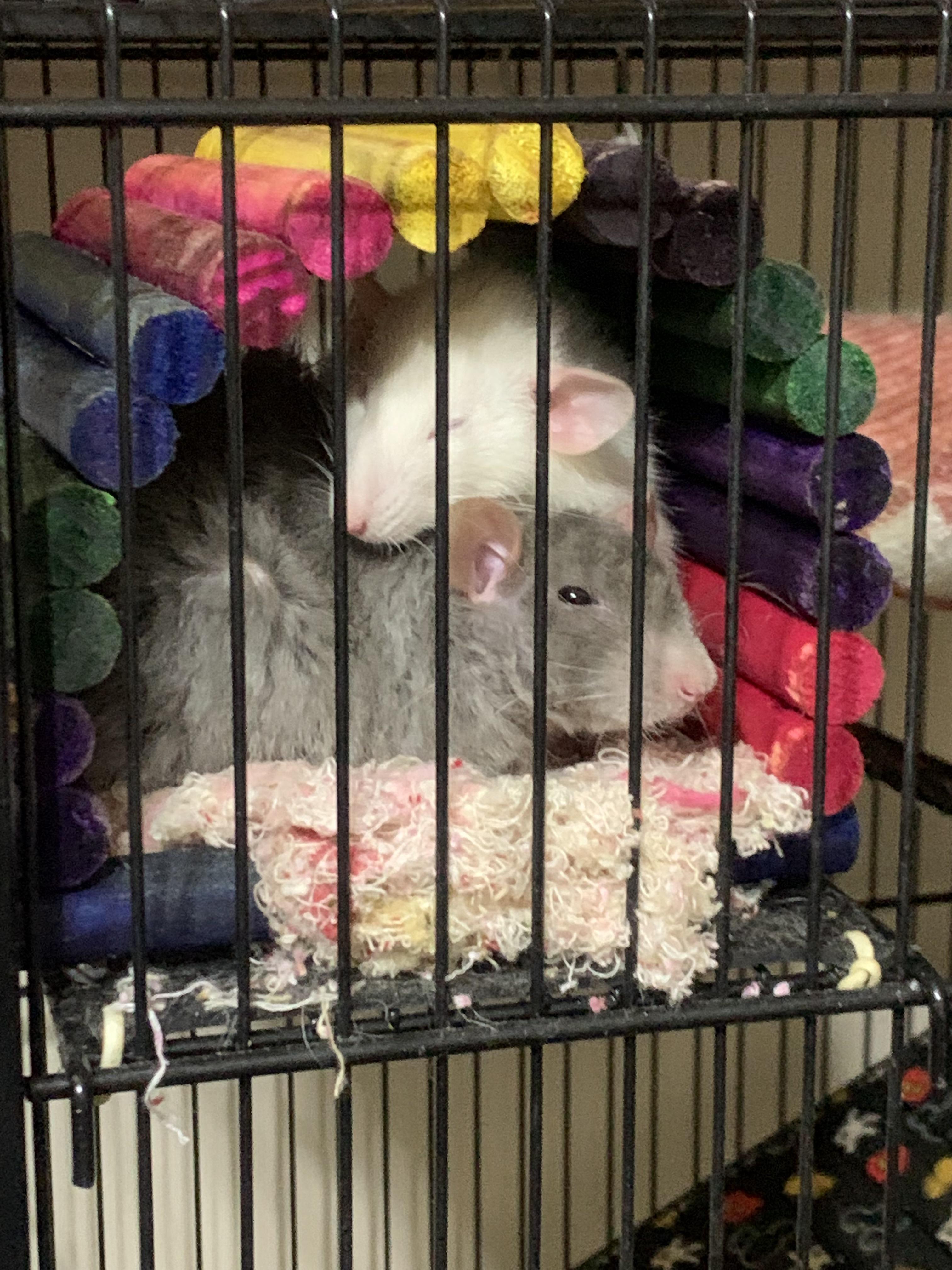 Two cuties cuddling | Scrolller