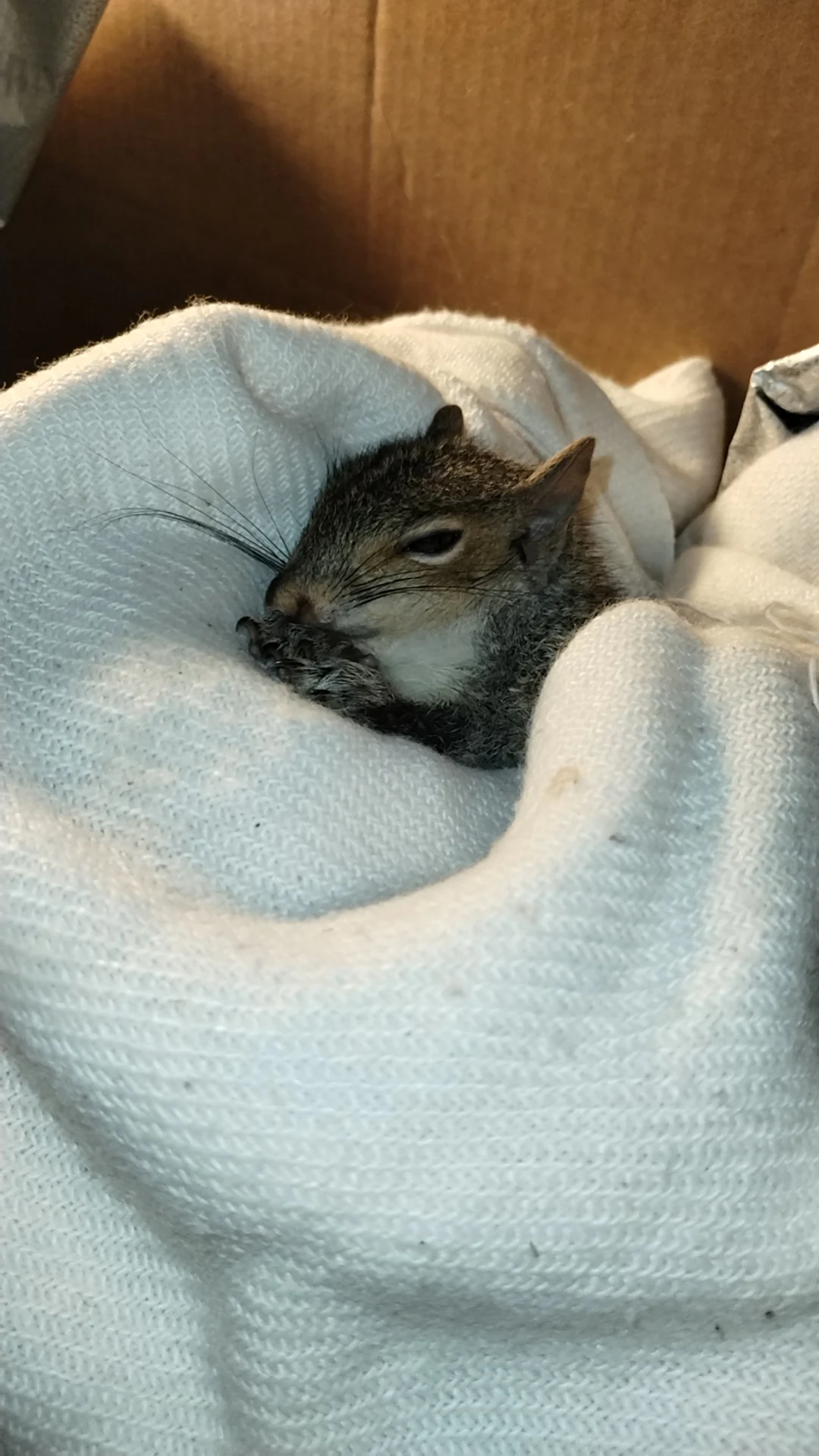 Unexpected Company | Scrolller