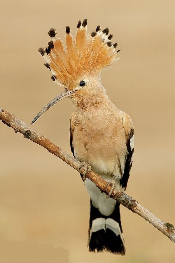 Eurasian Hoopoe | Scrolller