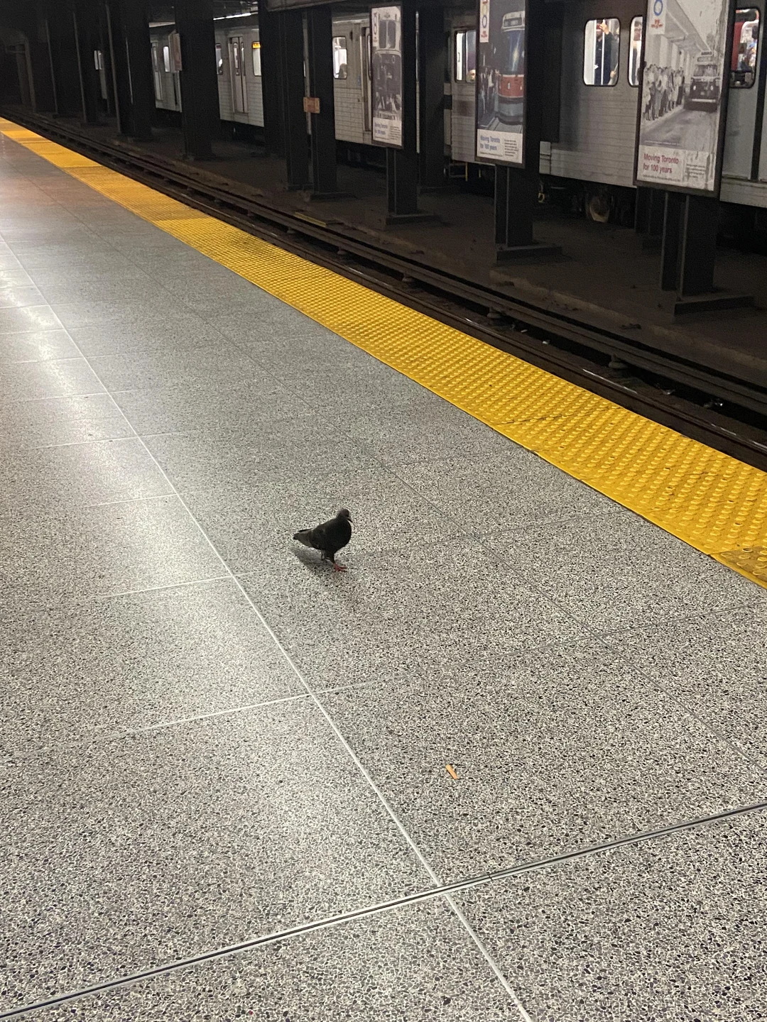 distinguished gentle man waiting for the train | Scrolller