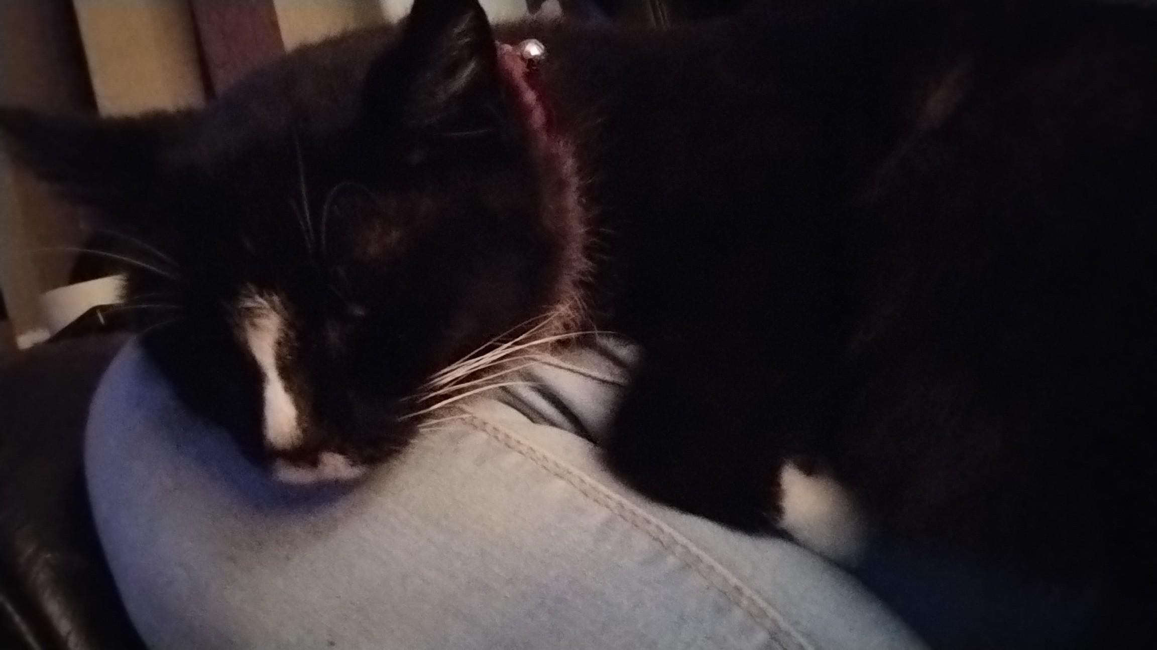 Sleepy kitty | Scrolller