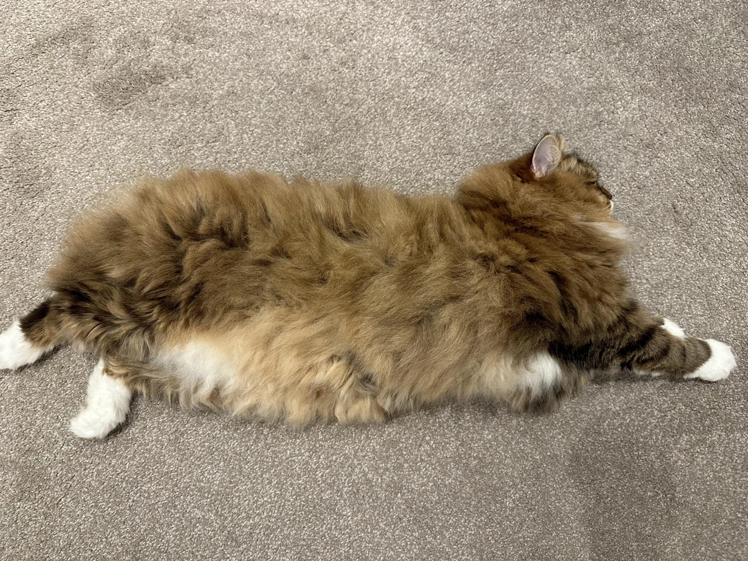 Floof | Scrolller