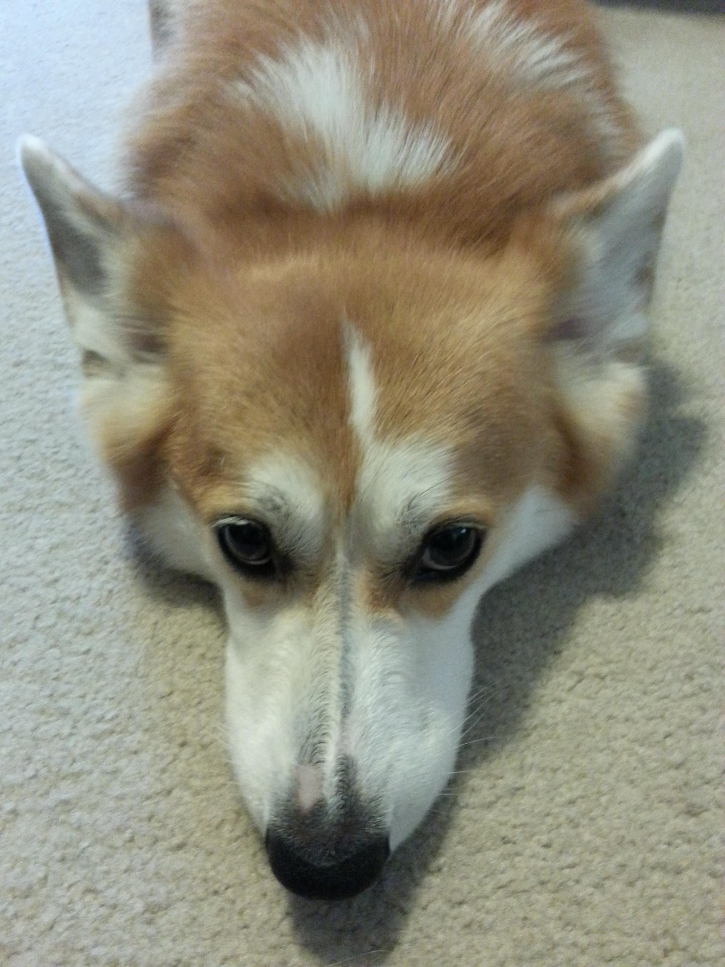 Does anyone have a corgi with a cowlick? | Scrolller