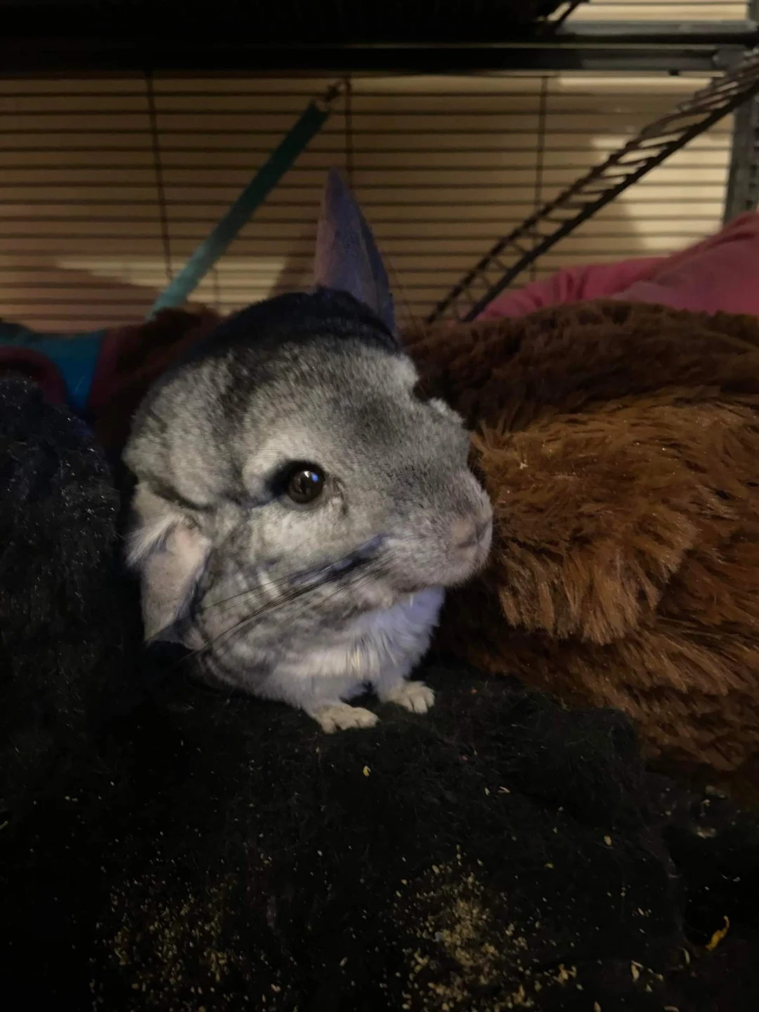 Our little Ellie Belly loves her teddies! | Scrolller