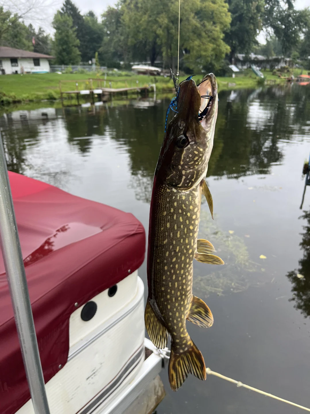 First pike! Small guy but what a beautiful pattern | Scrolller