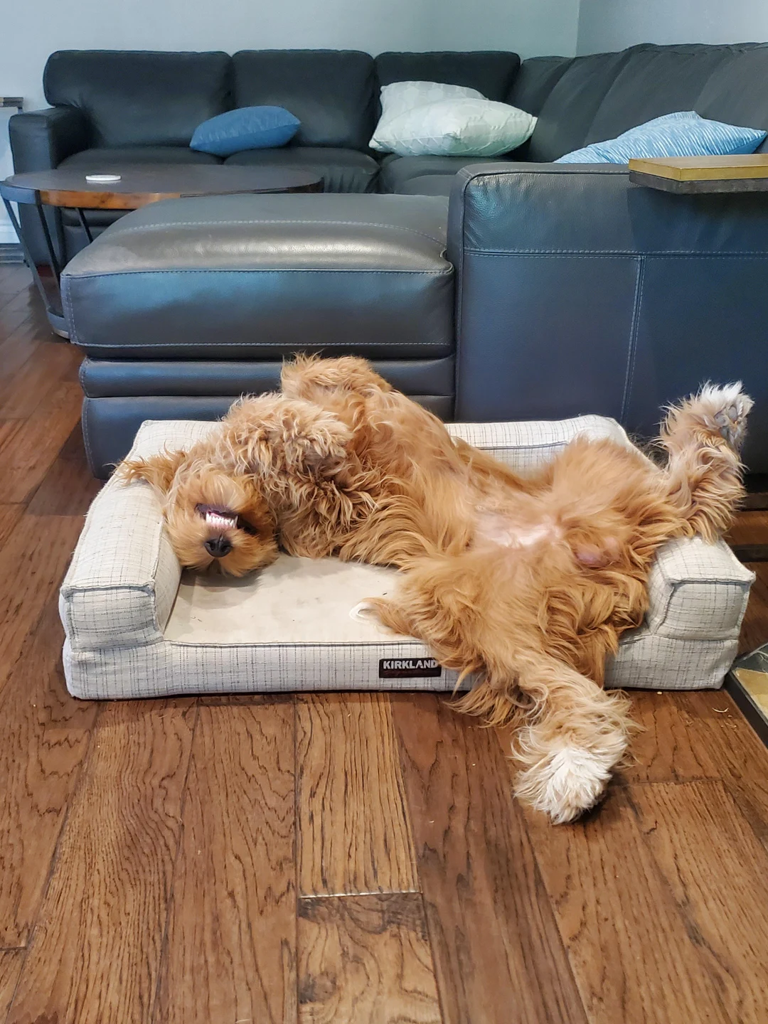 Super comfy. | Scrolller