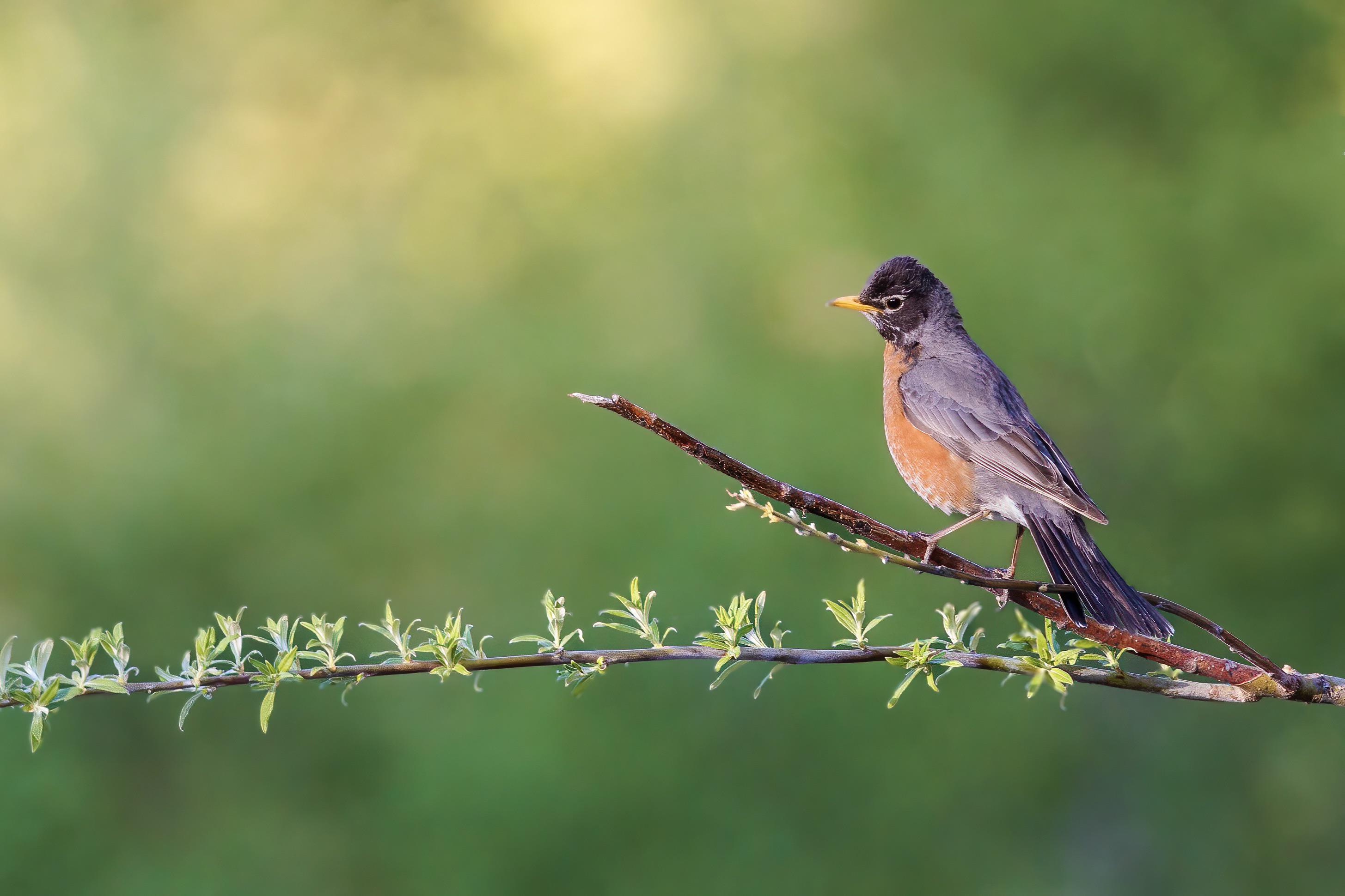 American Robin | Scrolller