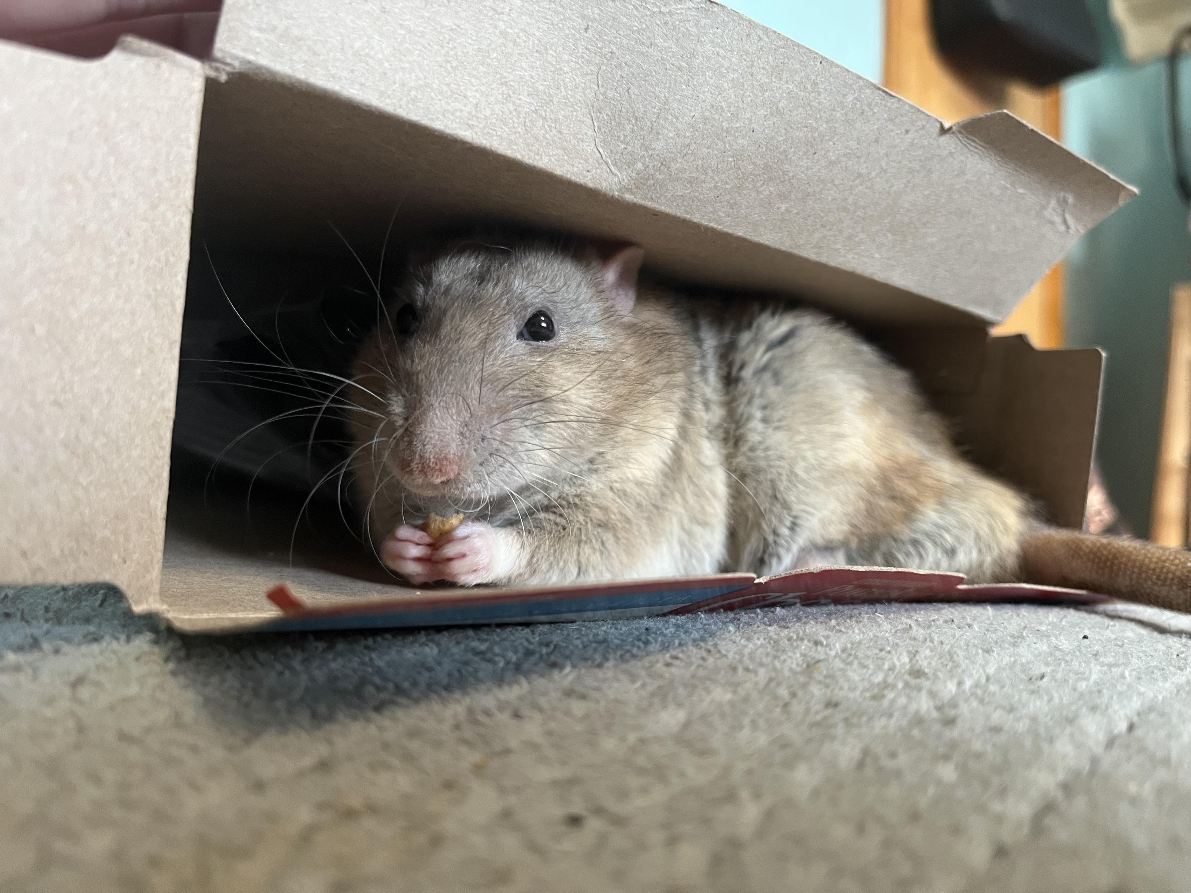 Discover more like RATS: Cereal killer and Related Content | Scrolller