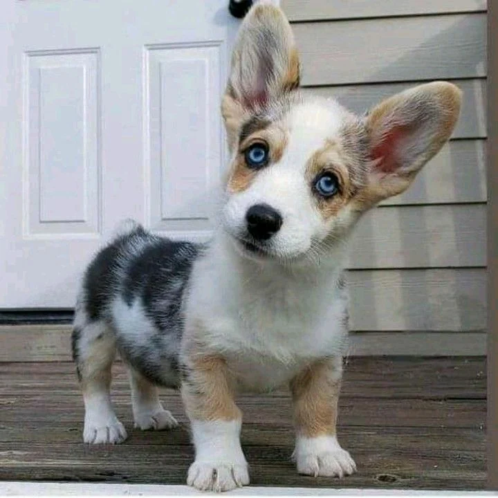 Nobody kisses me because I'm short and I have big ears. | Scrolller