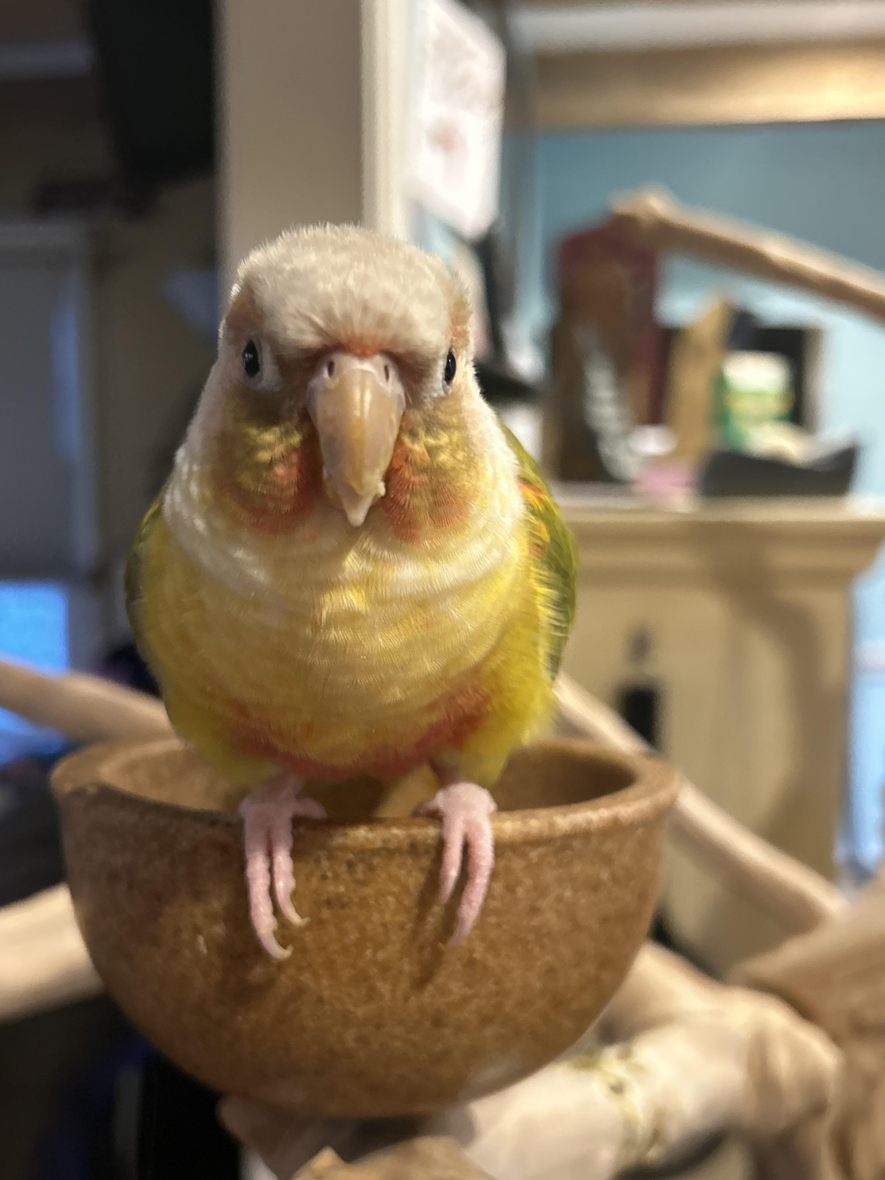 Say hello mochi! | Scrolller