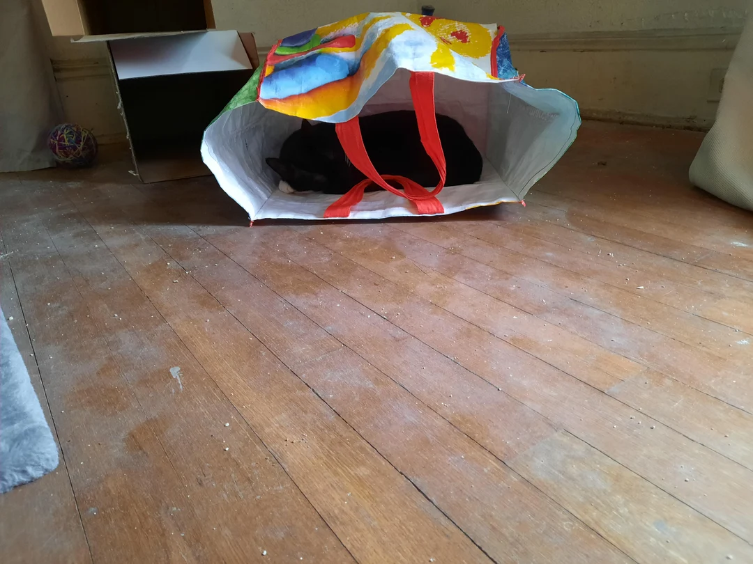 Chase fell asleep in the bag trap | Scrolller