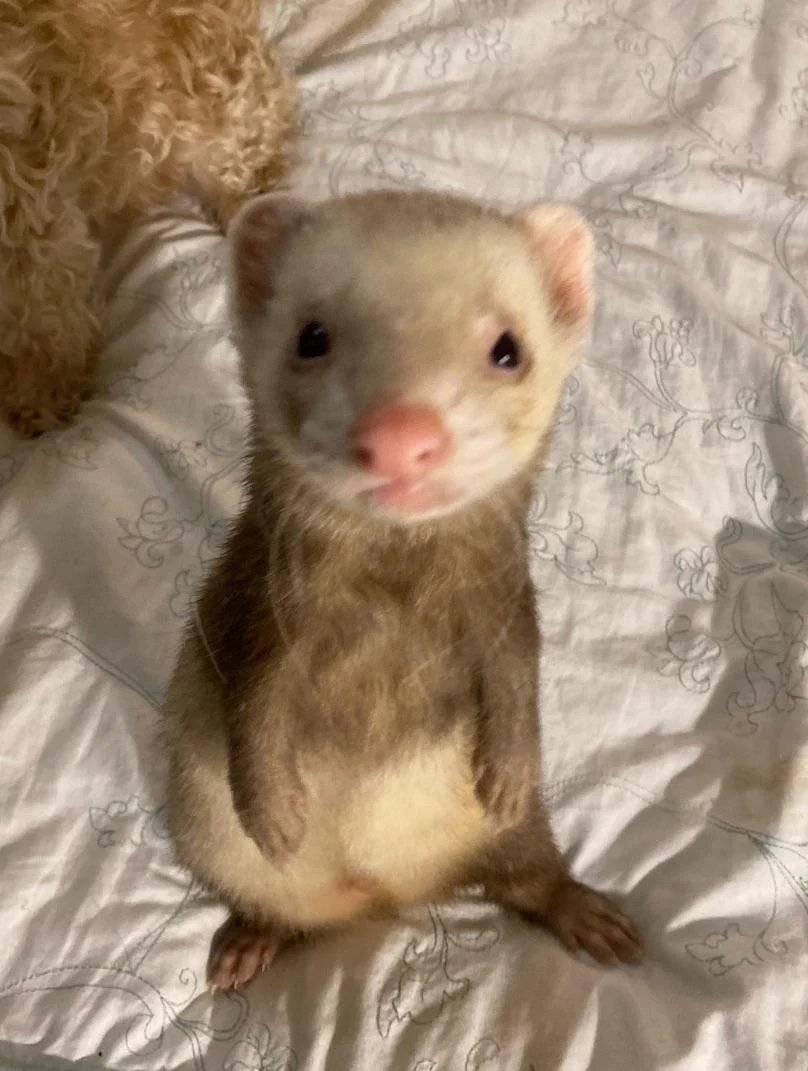 Stinky the bipedal ferret | Scrolller