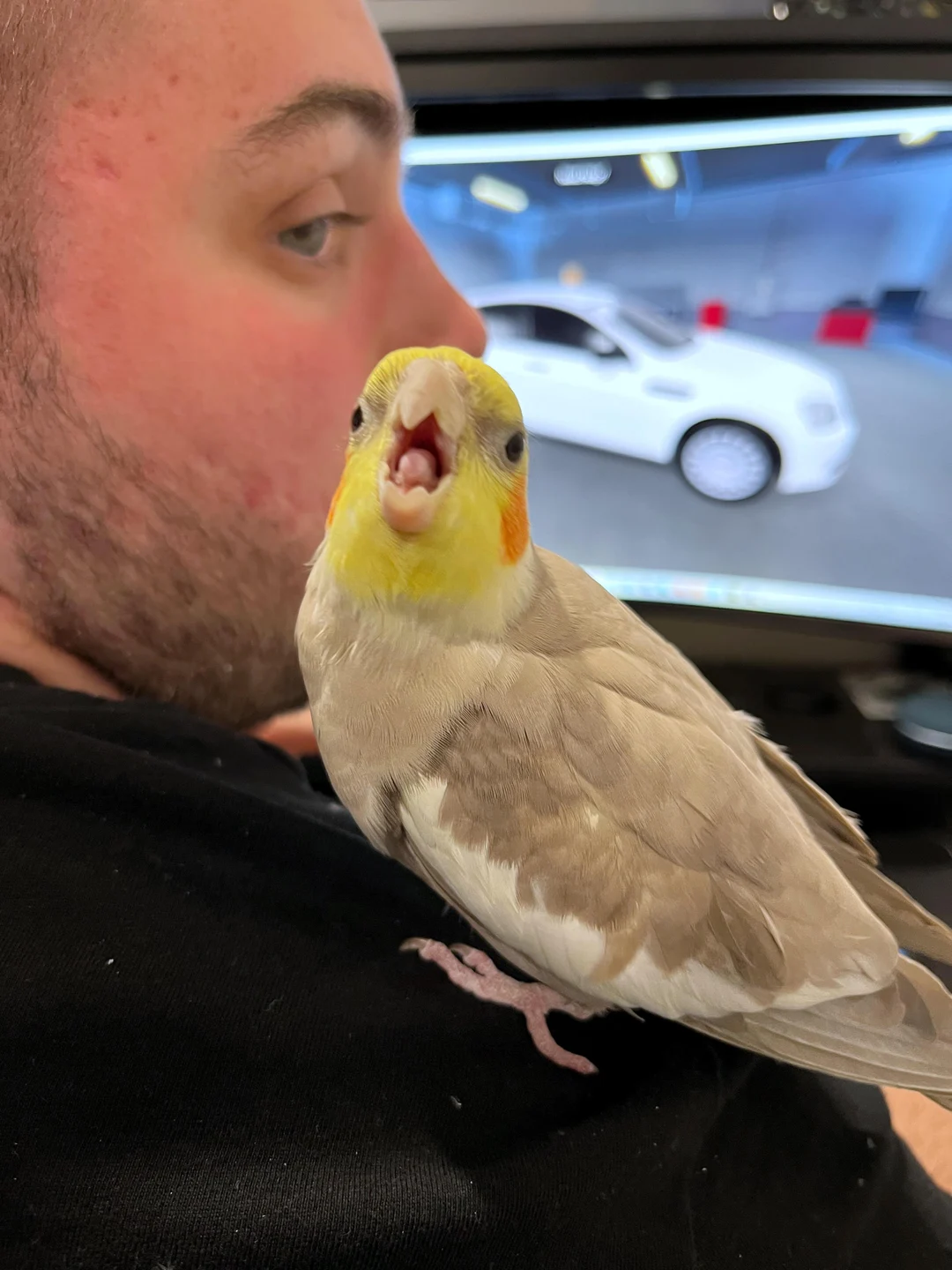 Discover more like Cockatiel: Not at all happy about being interrupted while gaming… and Related ...