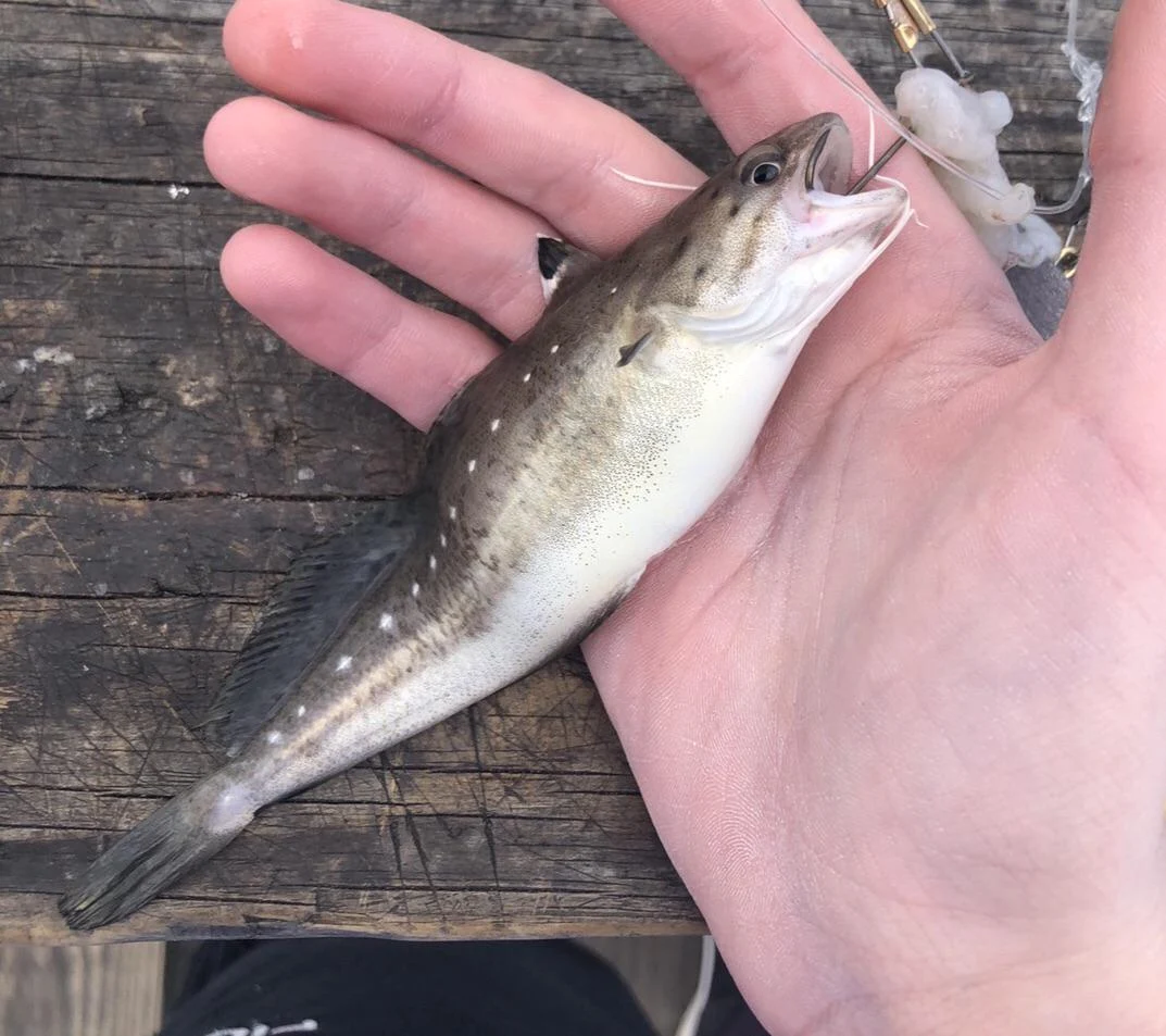 what's this fish? | Scrolller