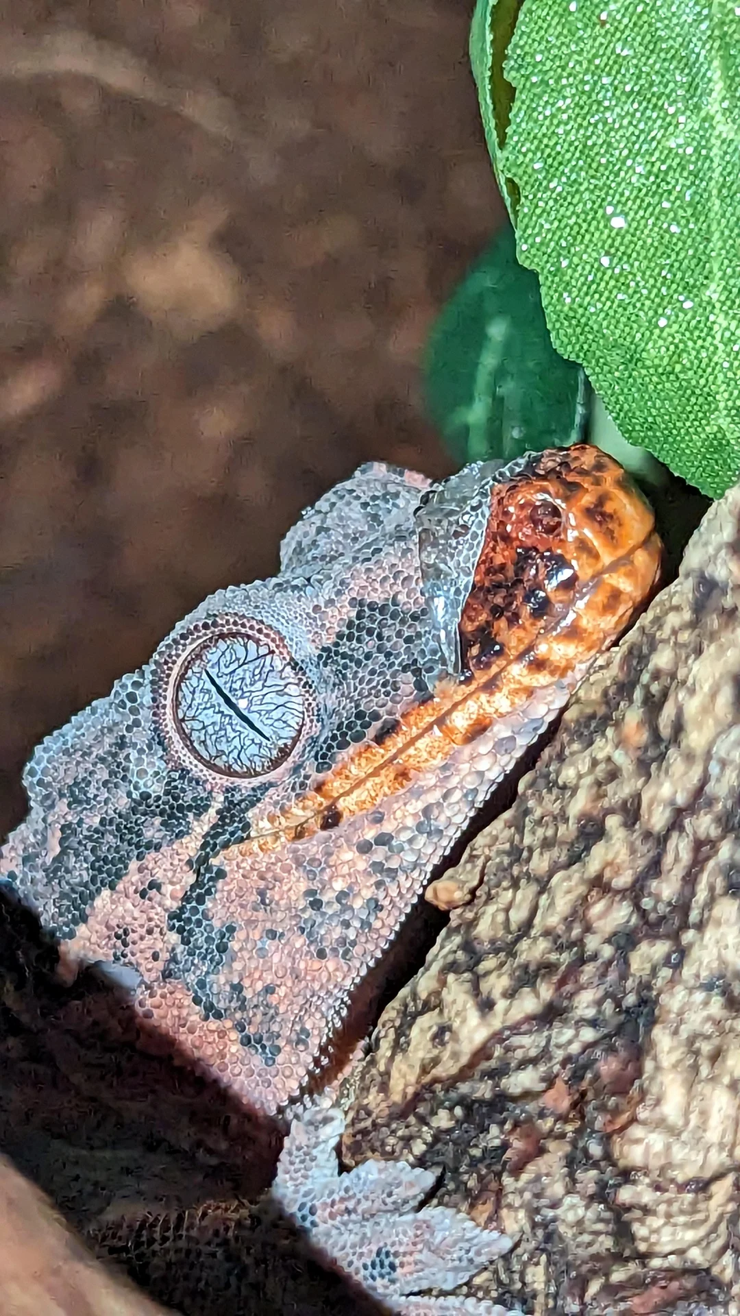 Shedding | Scrolller