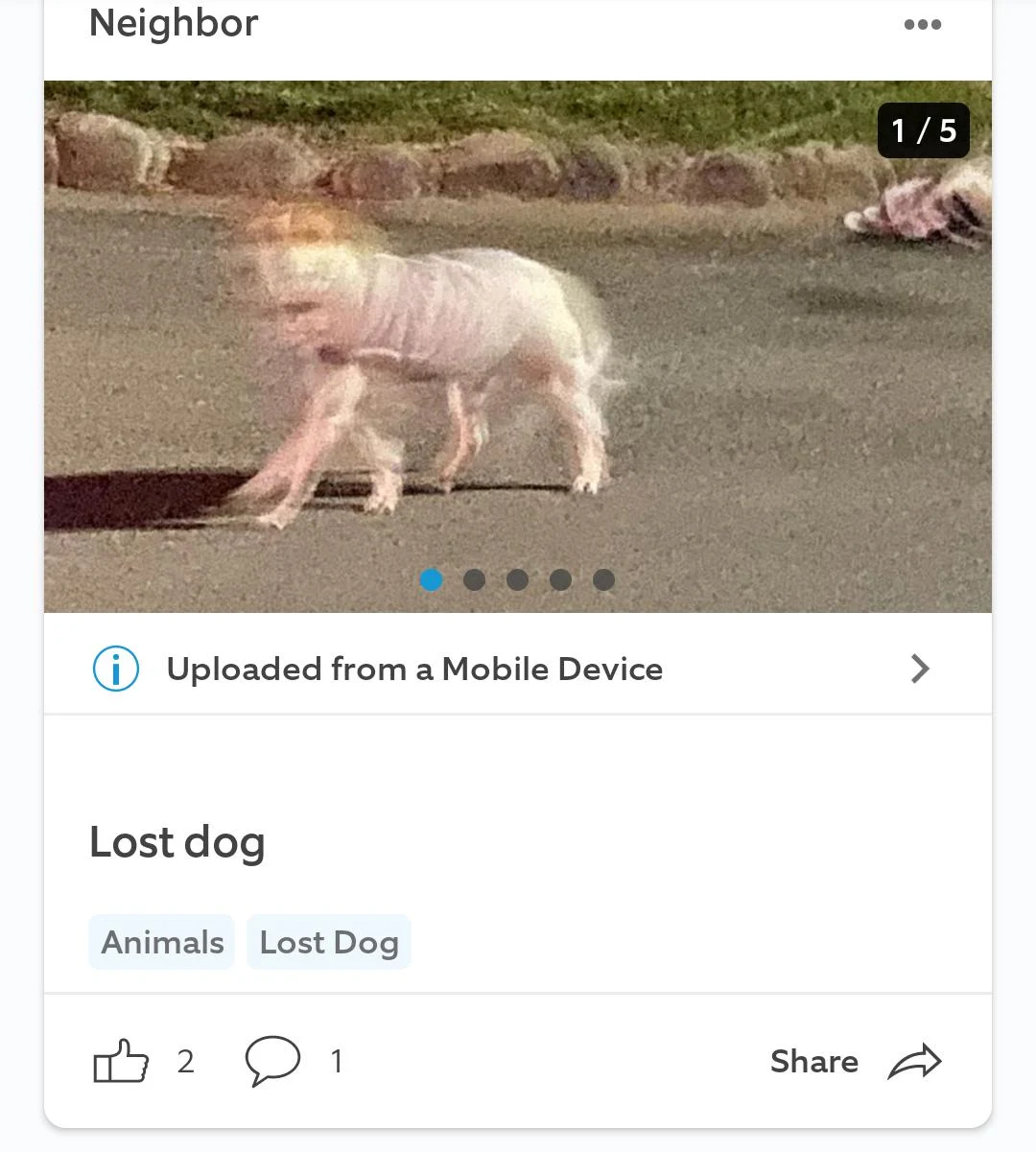 ghost dog is lost | Scrolller