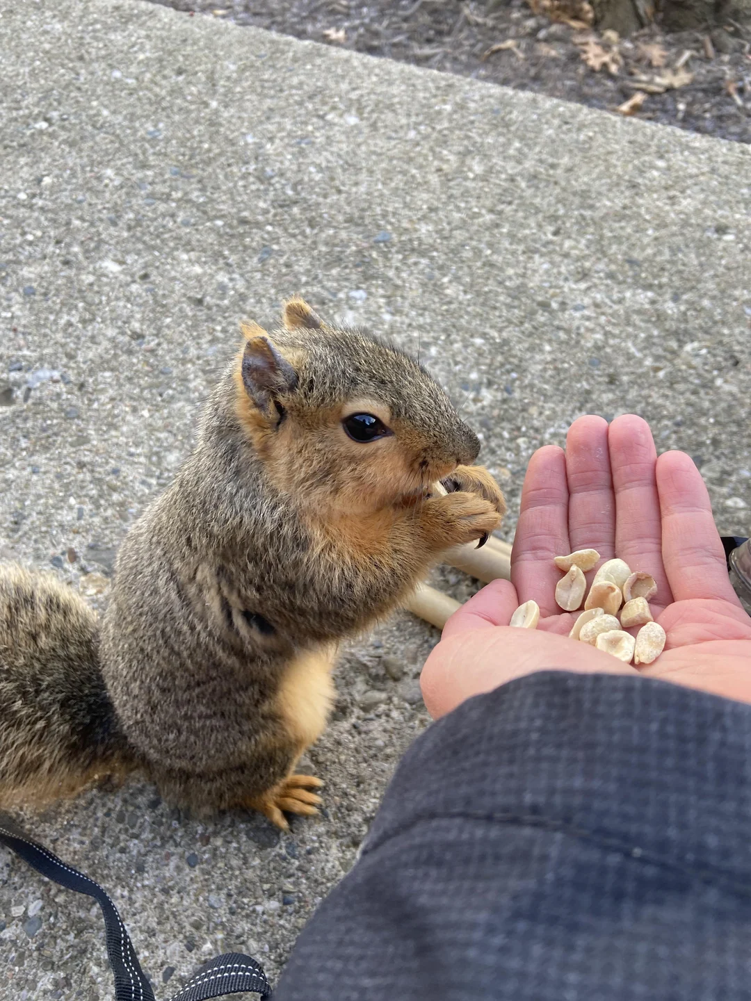 Discover more like Squirrels: Furry baby and Related Content | Scrolller