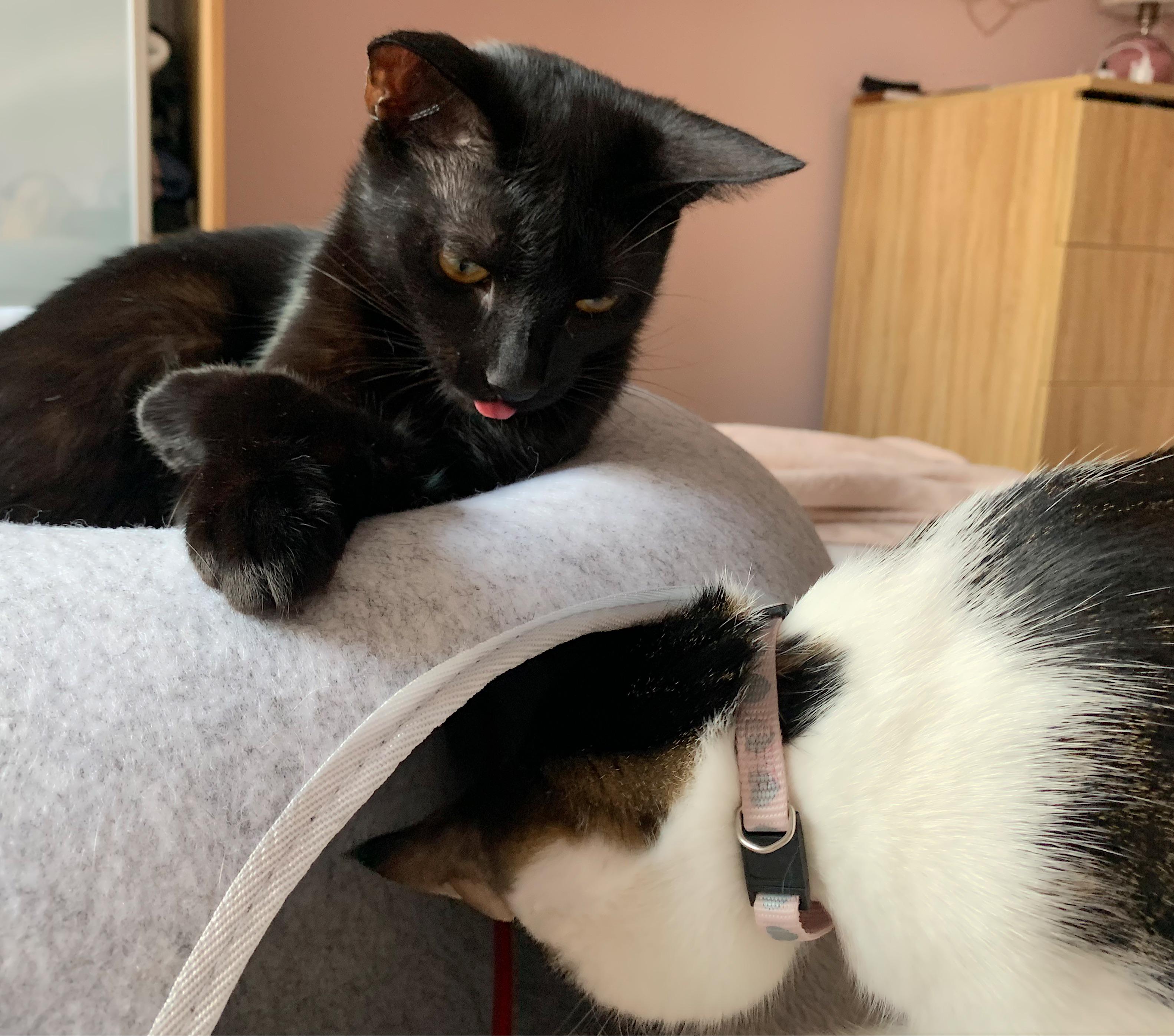 Just a little blep | Scrolller