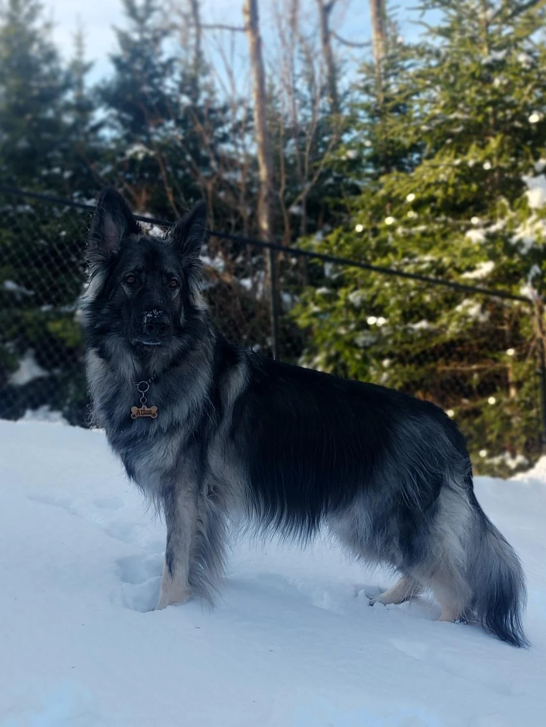 My Majestic Beast | Scrolller