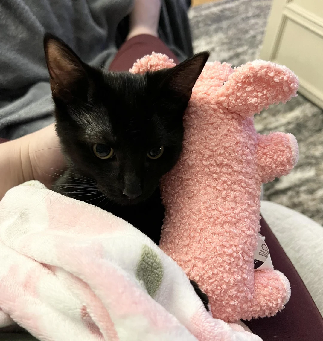 Foster kitten Midgley and Oinky | Scrolller