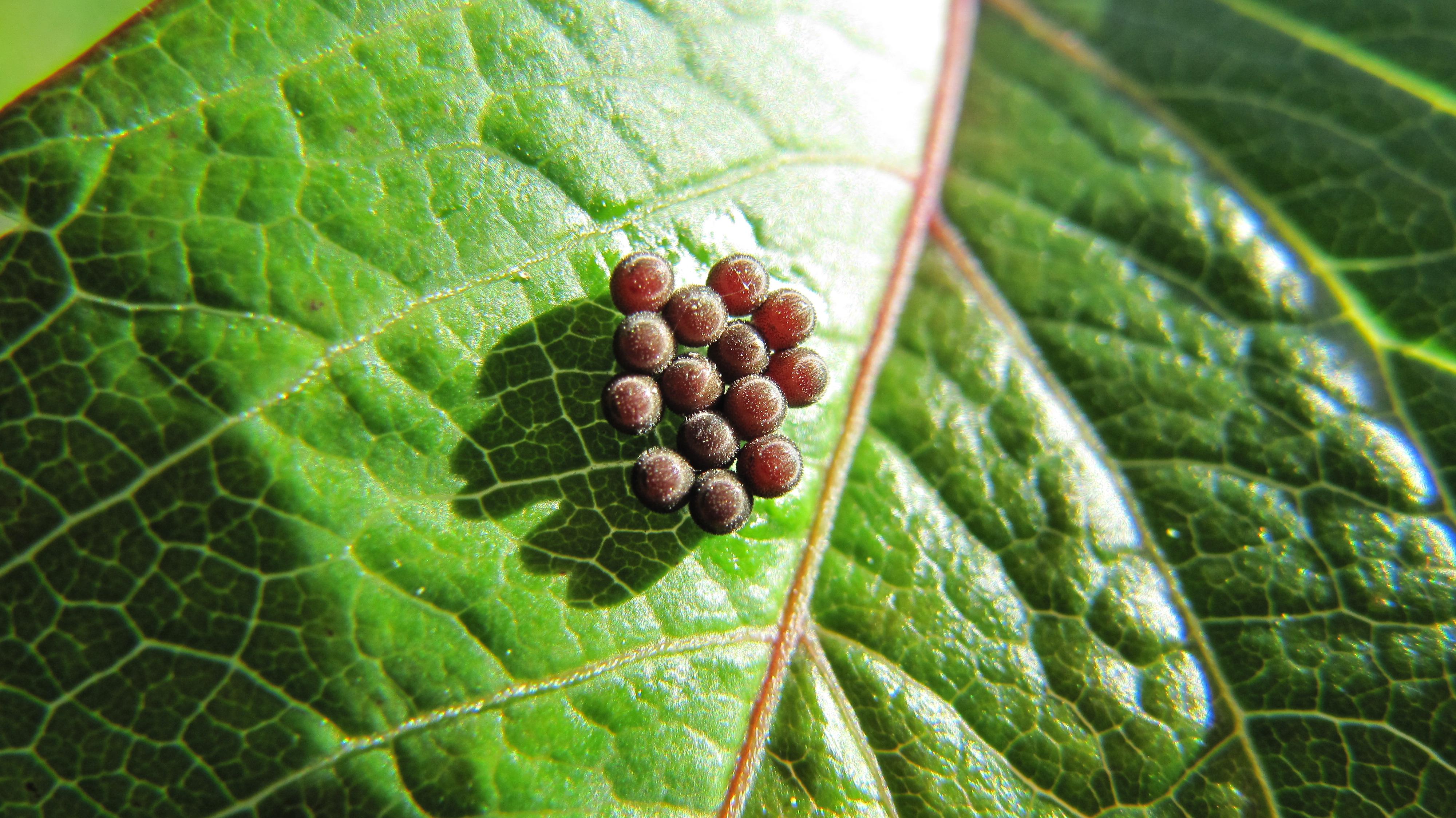Eggs on a leaf | Scrolller
