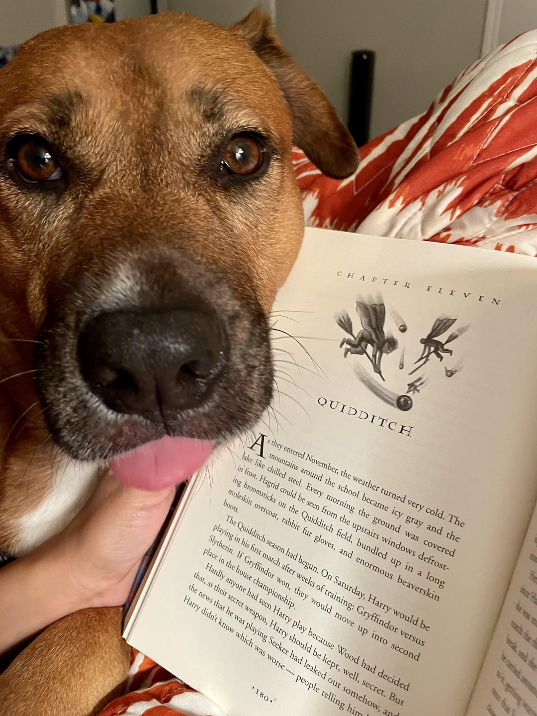 Red Doggo and the Blep | Scrolller