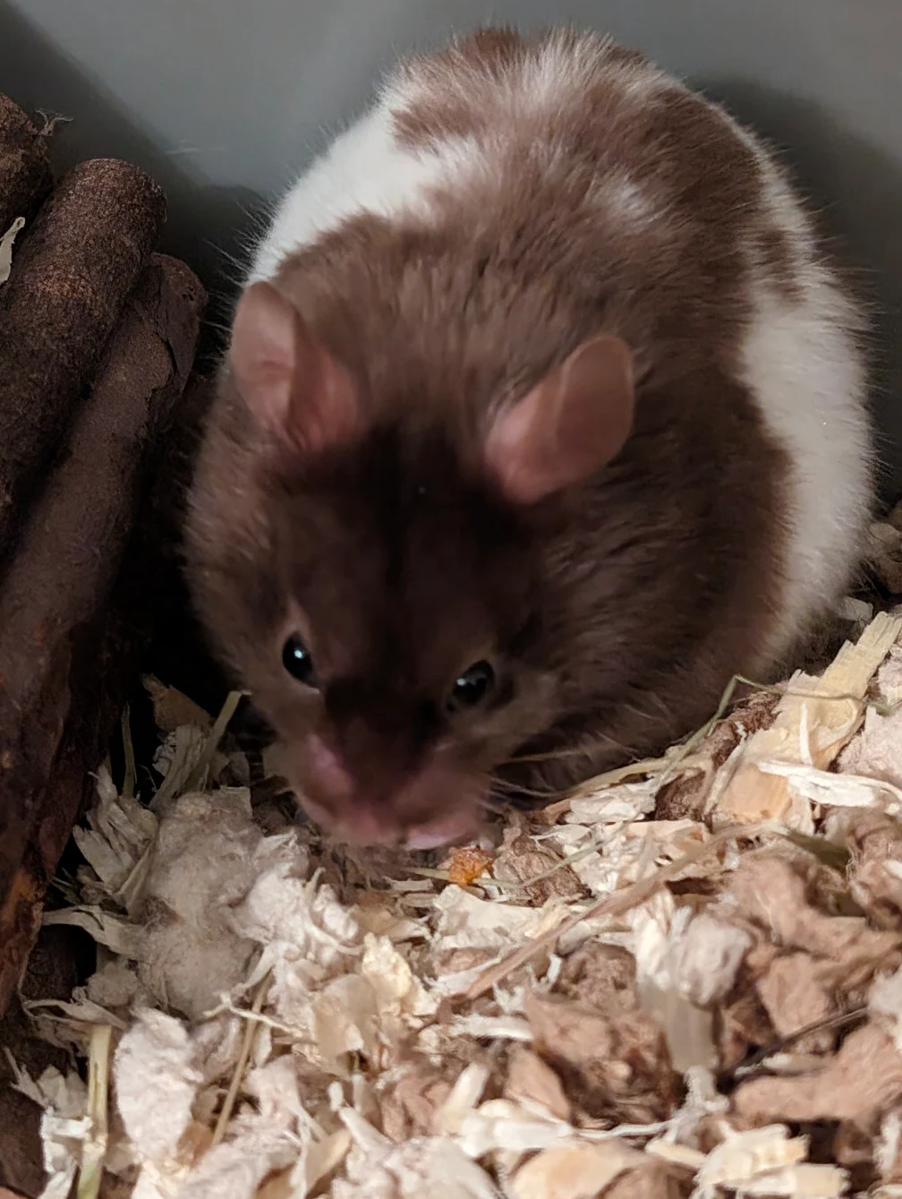 New hamster | Scrolller