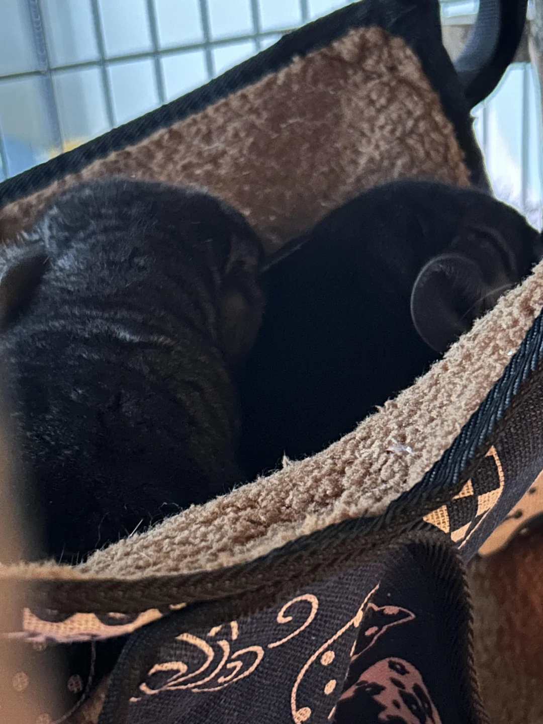 The sleepy heads cuddling together 💛 | Scrolller