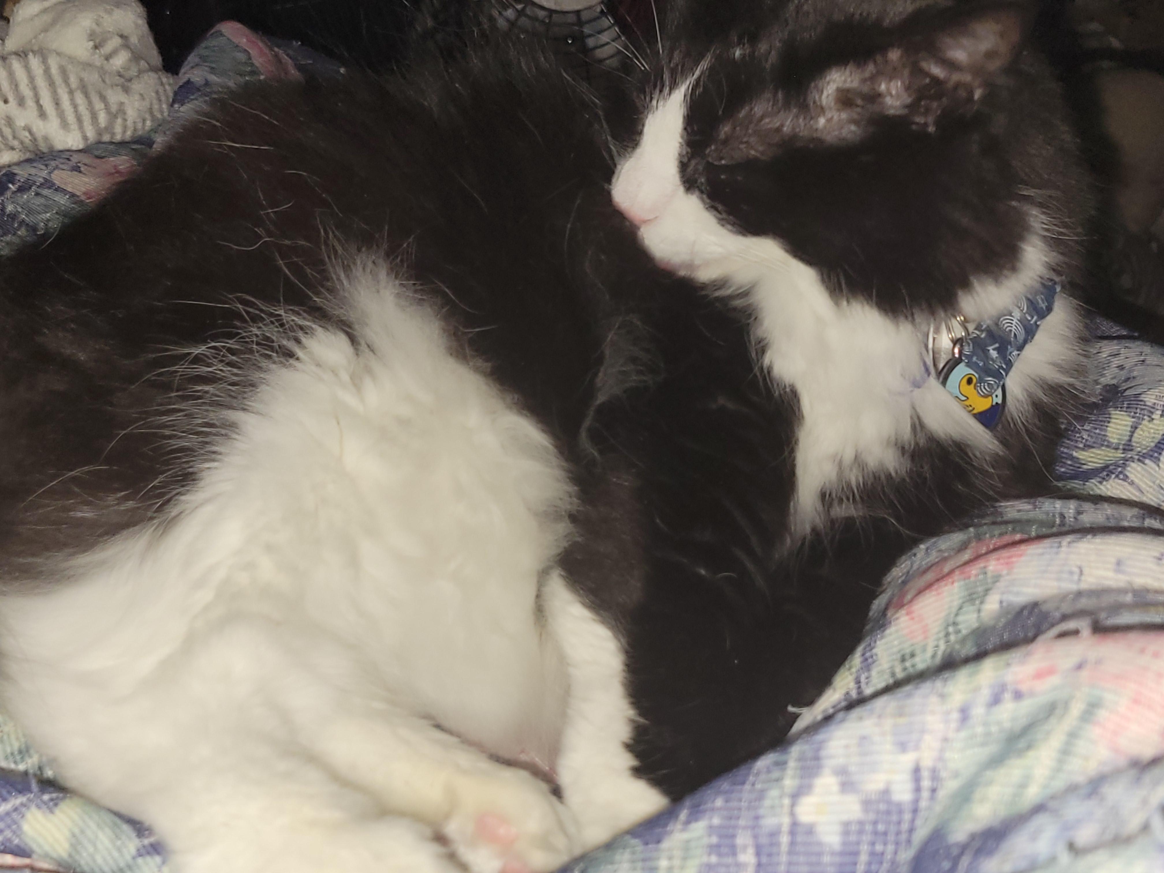 My beautiful fluffy kitty. | Scrolller