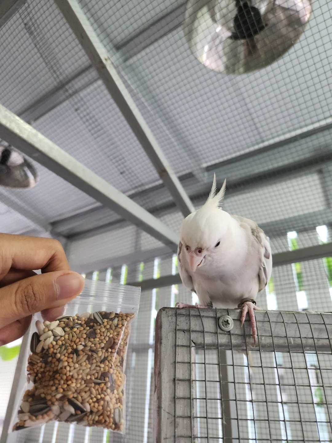 Officer, I can explain! | Scrolller