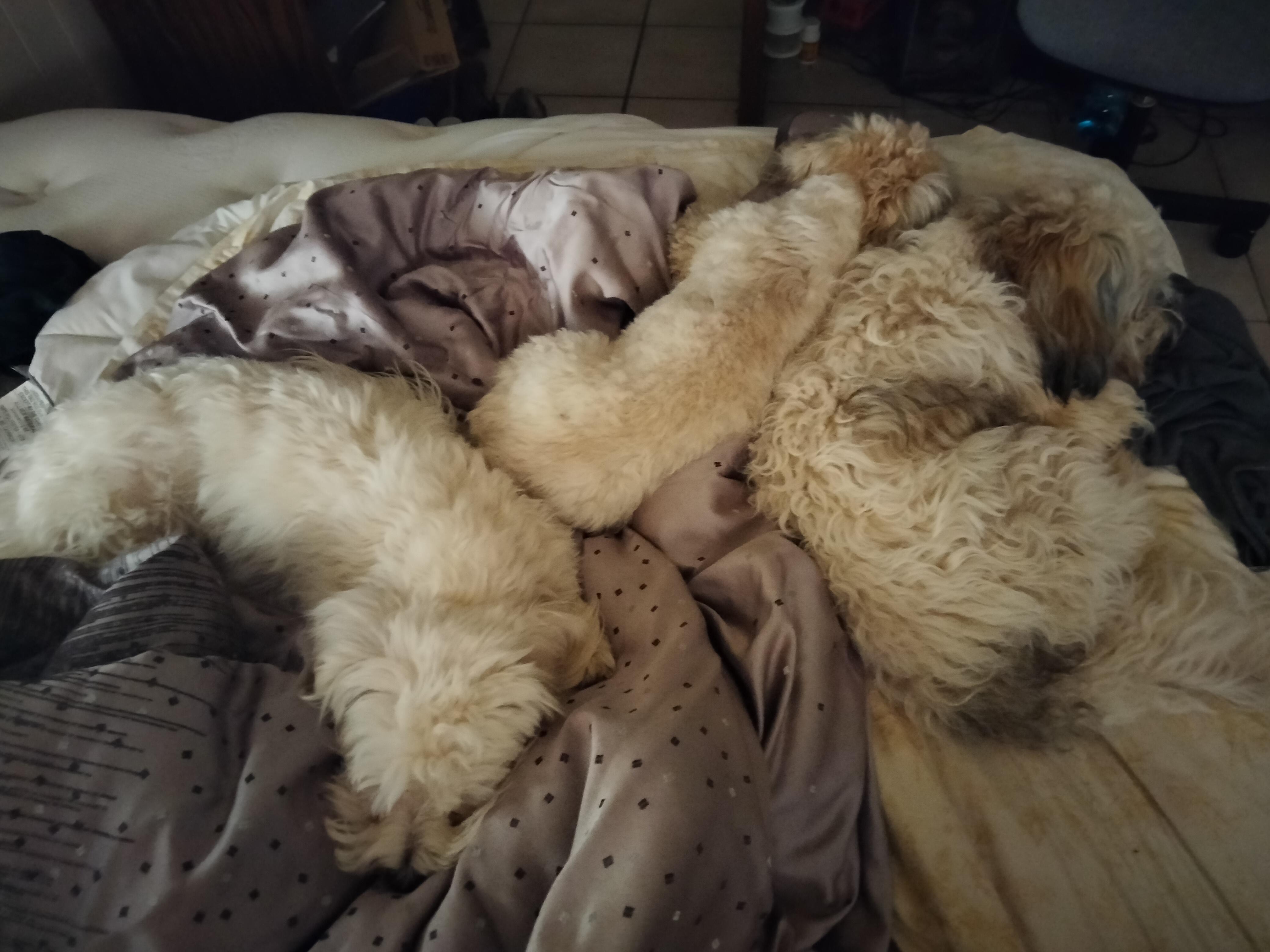 Sleeping | Scrolller