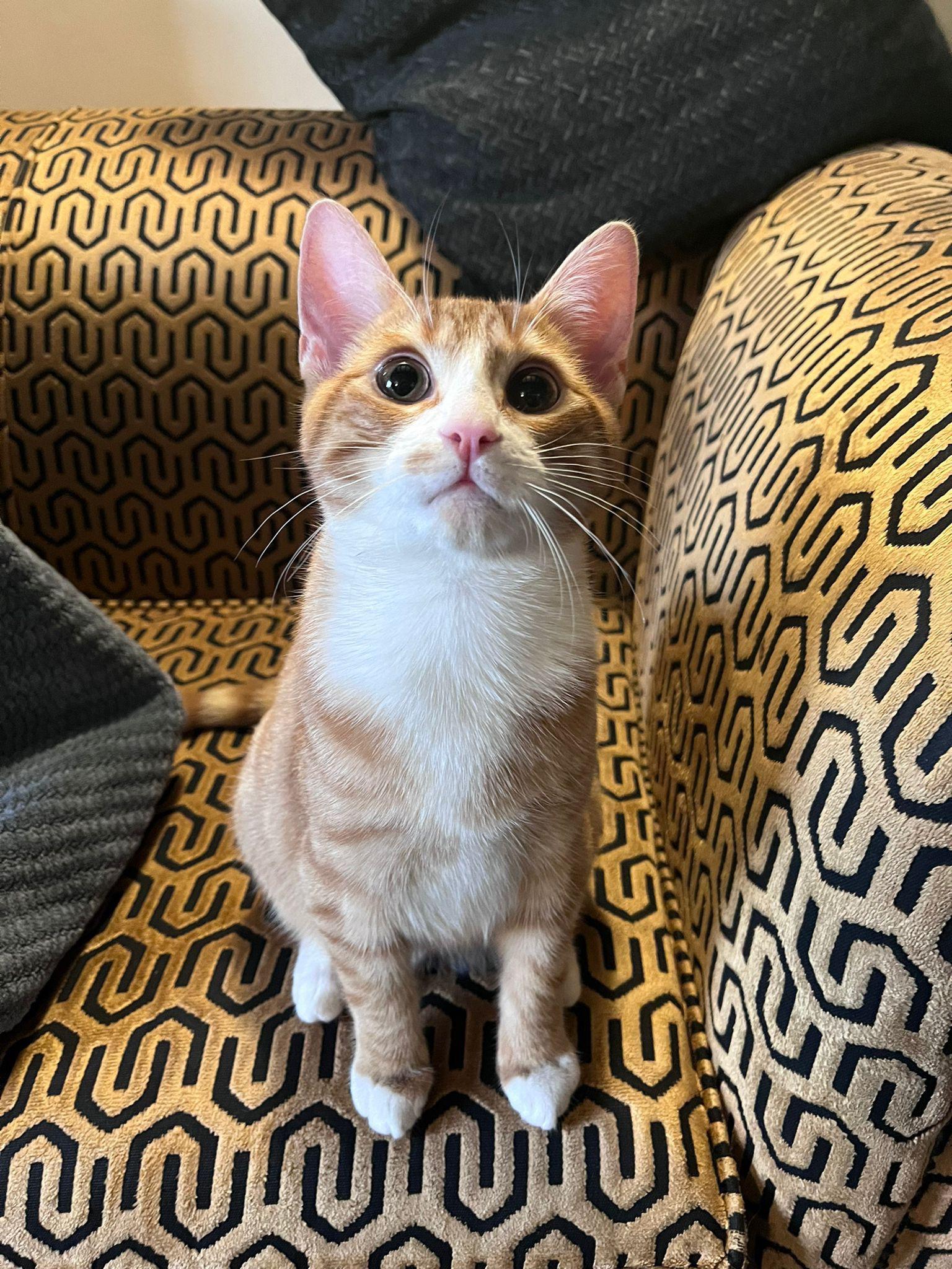 My lil orange man called Beans | Scrolller