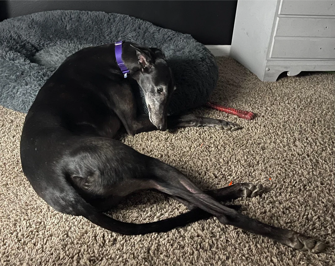 Guava’s Only Hounds profile pic | Scrolller