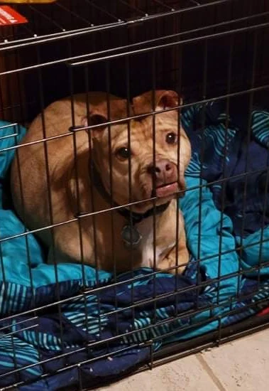 He is not a fan of crate training | Scrolller