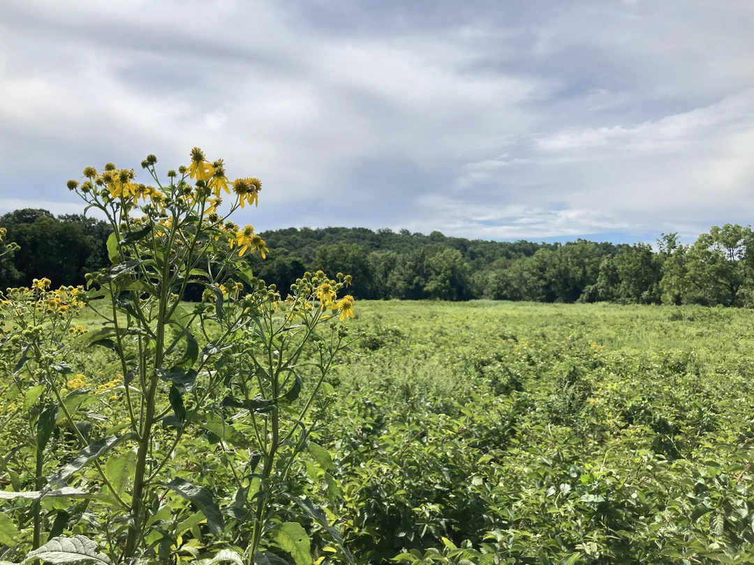 A Summer Field in Bucks County, Pennsylvania. [OC] [4032x3042 ] | Scrolller