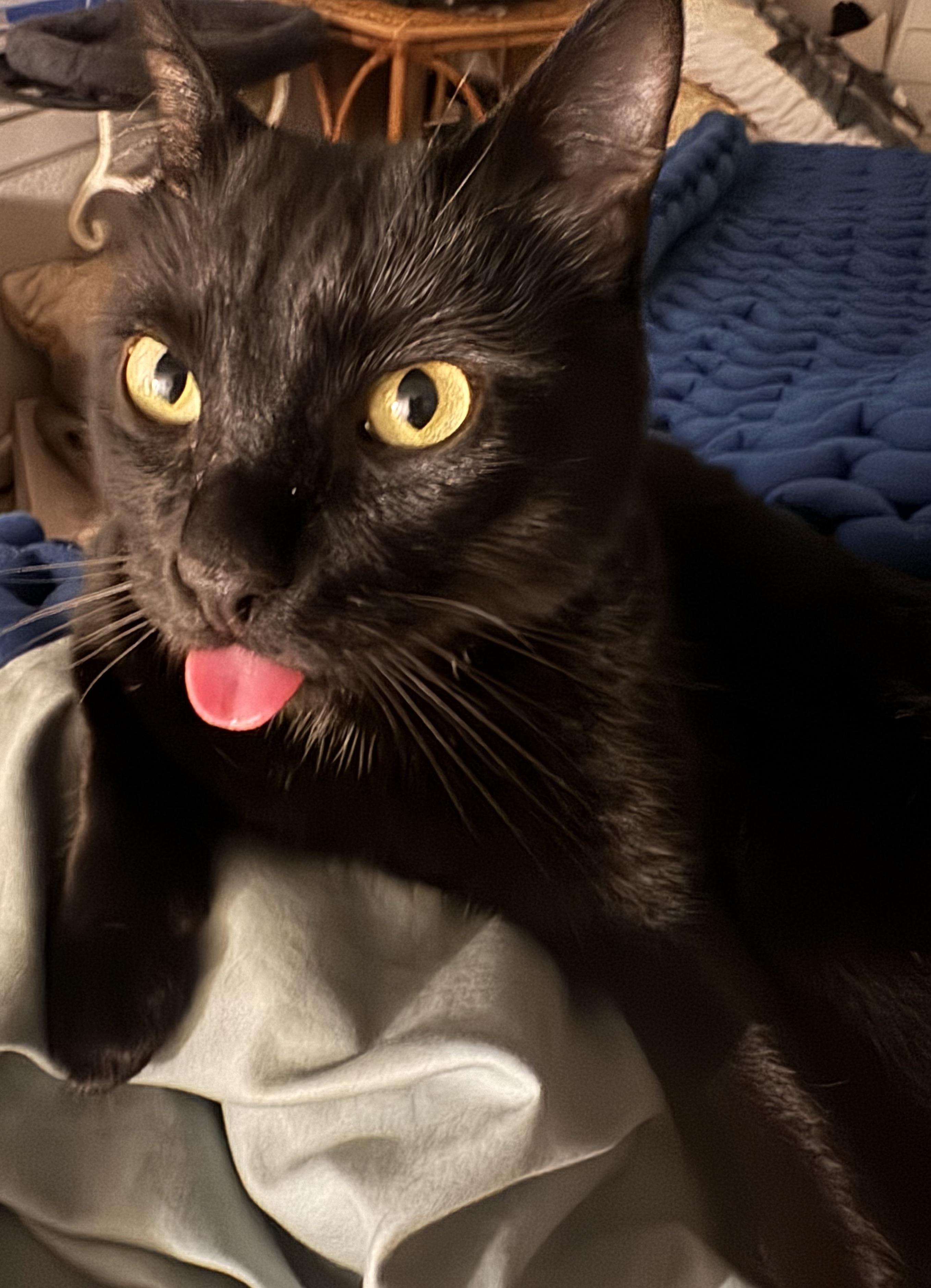 ok this is the best blep i’ve ever seen. | Scrolller