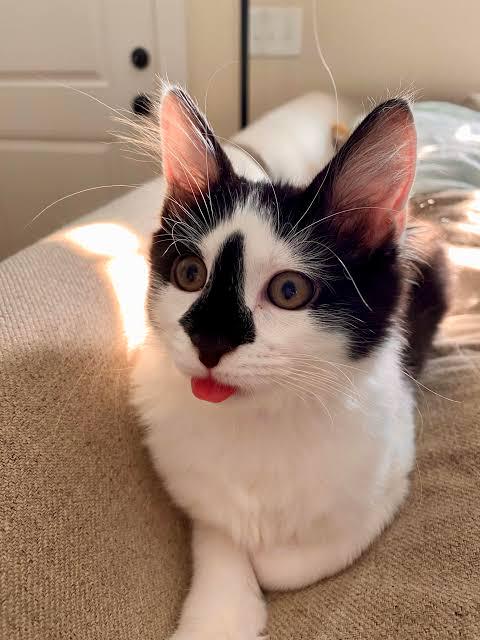 Alphonse's big blep | Scrolller