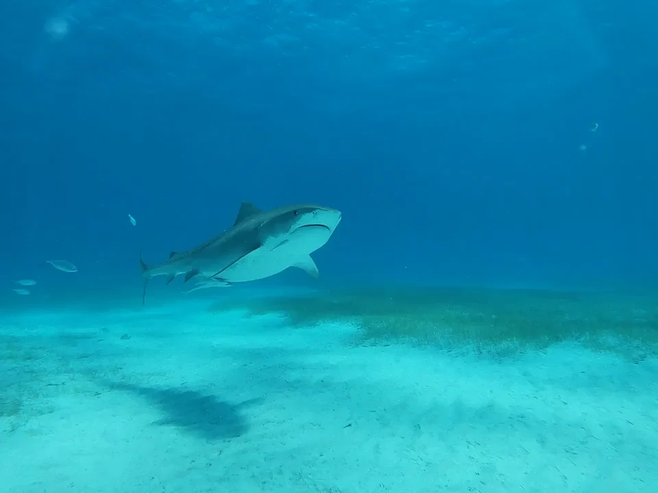 Tiger Sharks in Bahamas | Scrolller