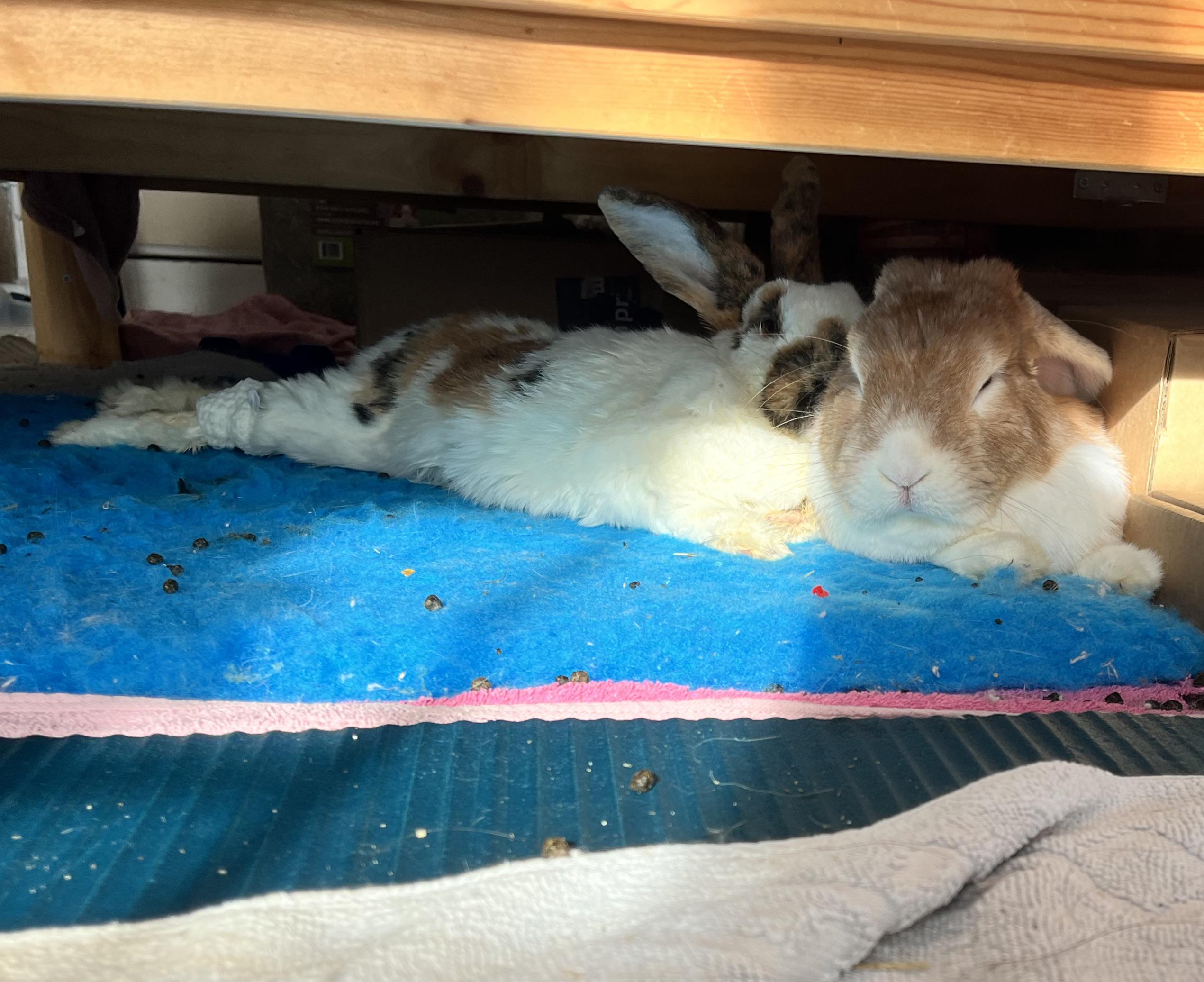 Cute rabbits | Scrolller