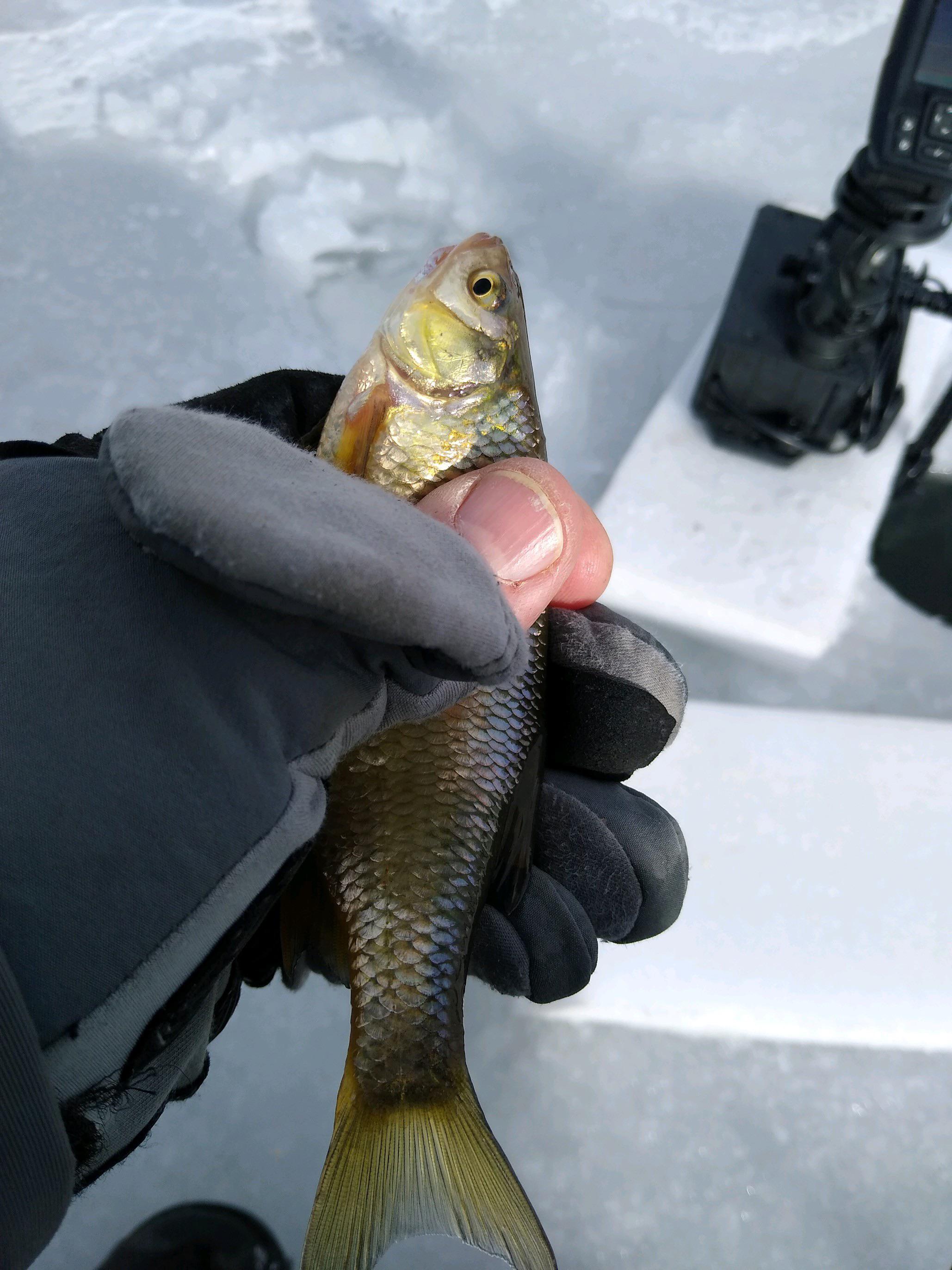 Species ID? | Scrolller