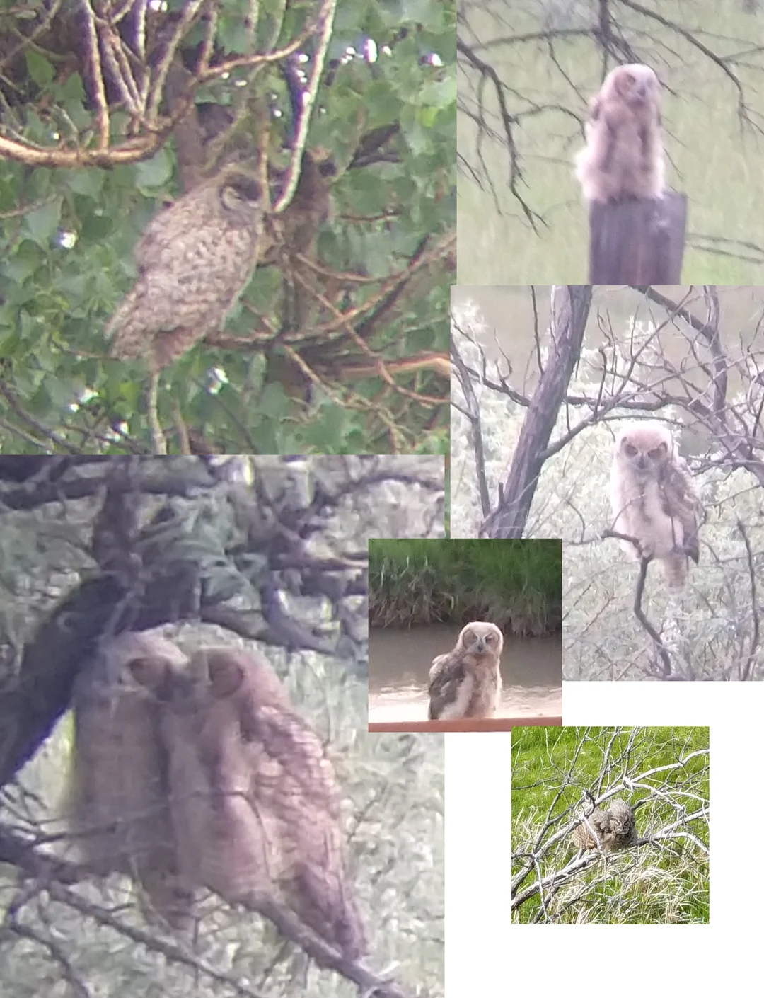 What owls are these? | Scrolller